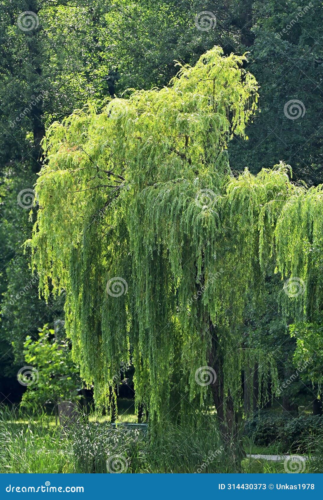 Weeping willow tree stock image. Image of season, beautiful - 314430373