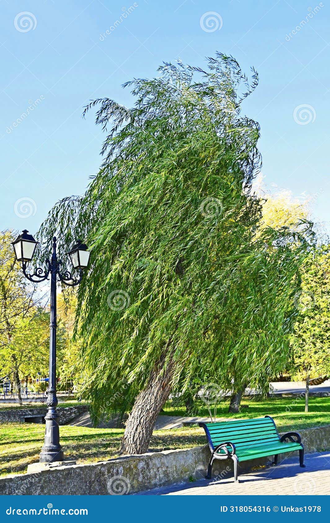 Weeping willow tree stock photo. Image of seasonal, ecology - 318054316