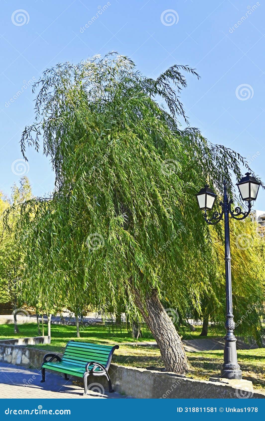 Weeping willow tree stock image. Image of beauty, willow - 318811581