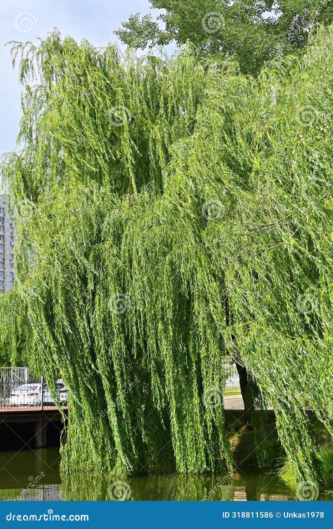 Weeping willow tree stock photo. Image of gardening - 318811586