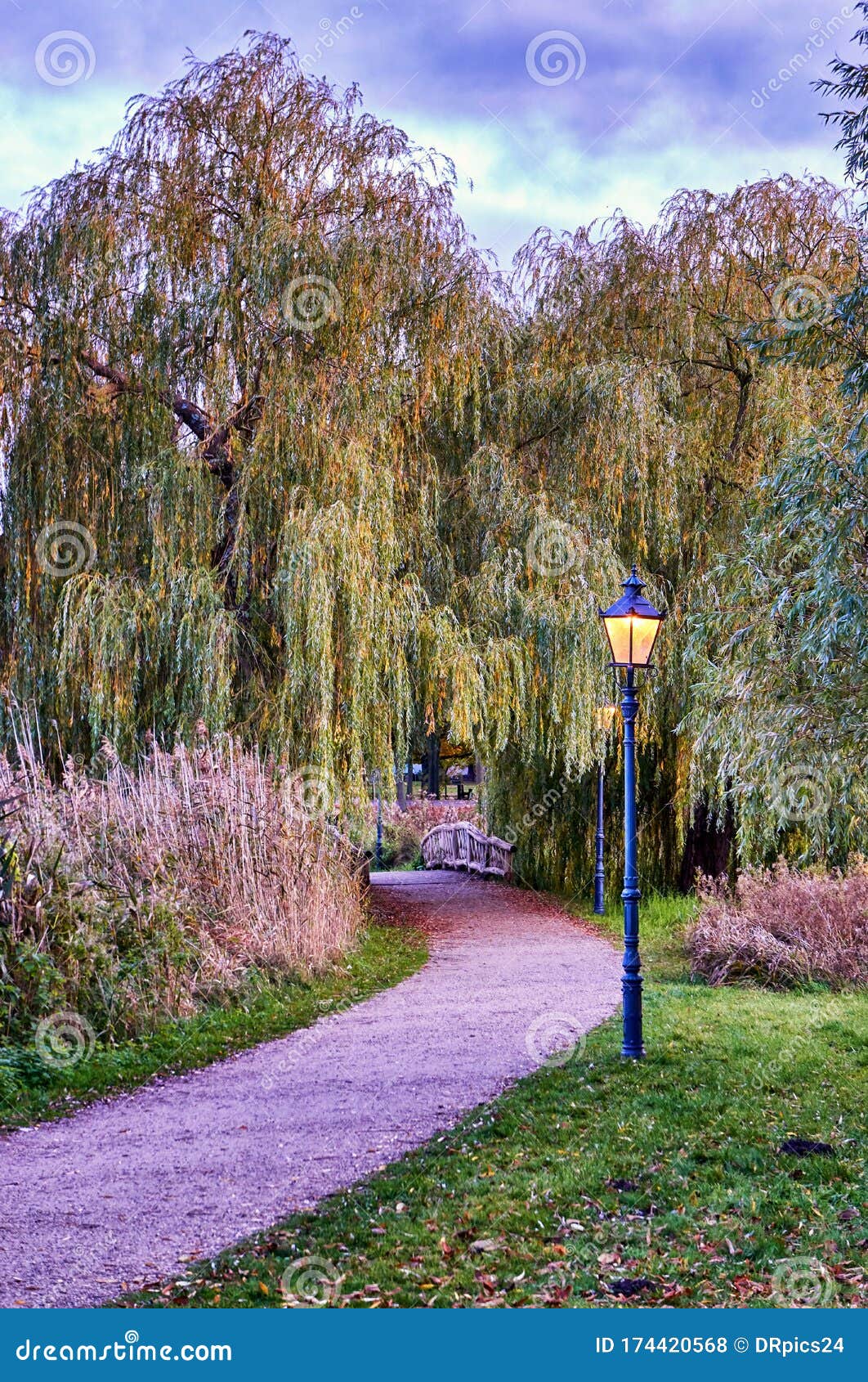 Weeping Willow Tree on a Path with a Wooden Bridge in the Evening Stock ...