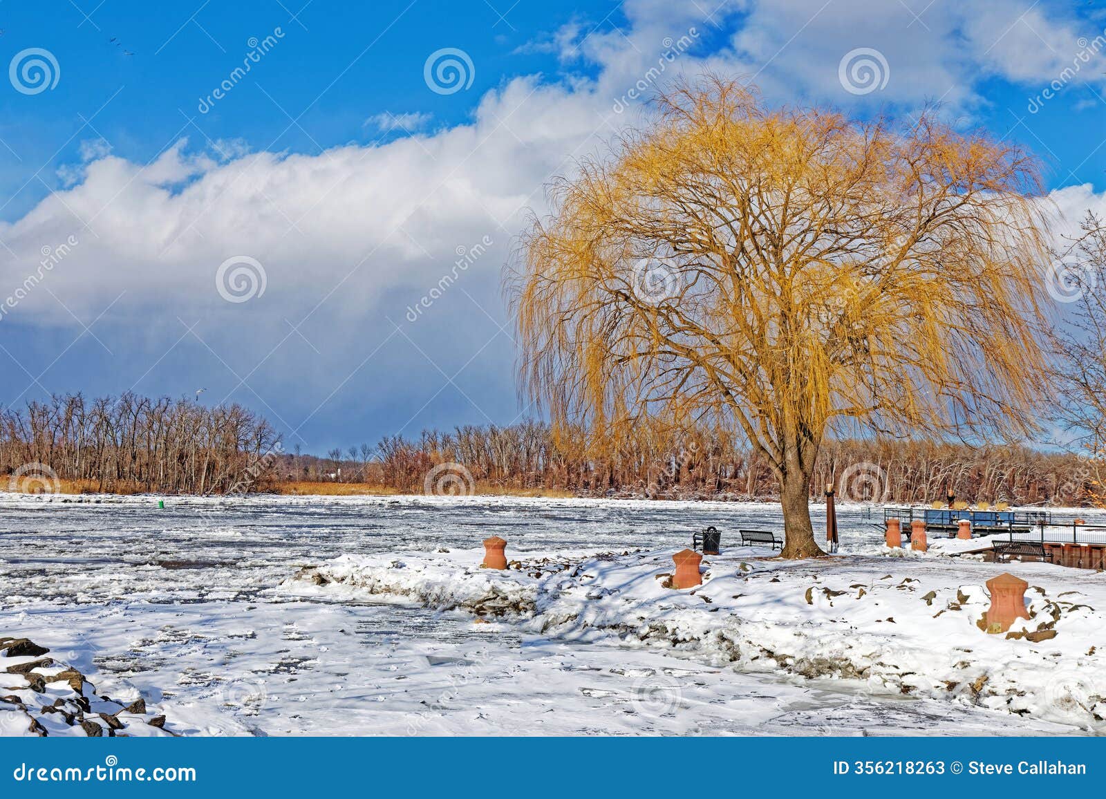 Weeping Willow Tree at Rivers Edge in Park Setting in Winter Snow Stock ...