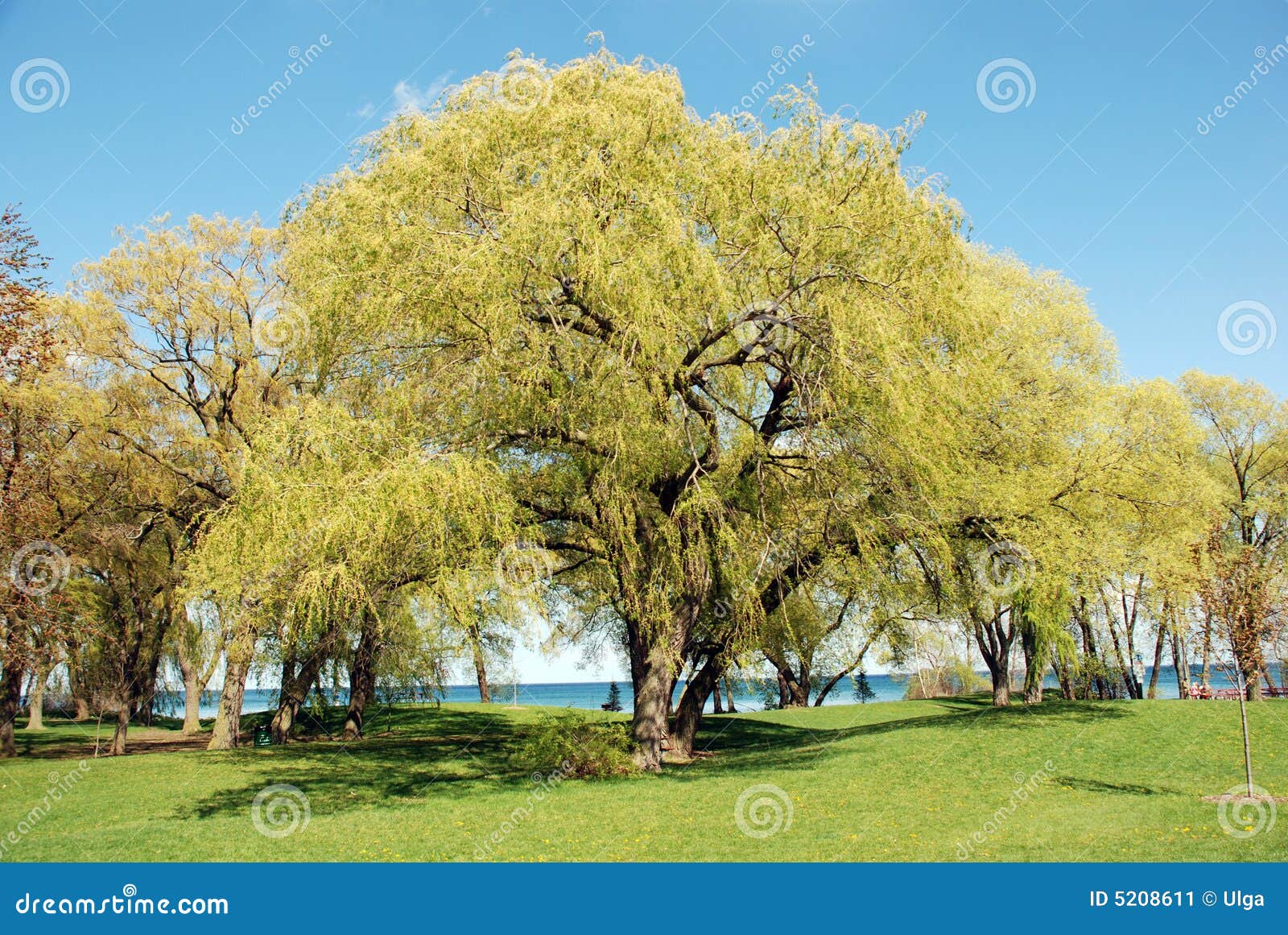 Weeping willow tree scene stock image. Image of lush, peaceful - 5208611