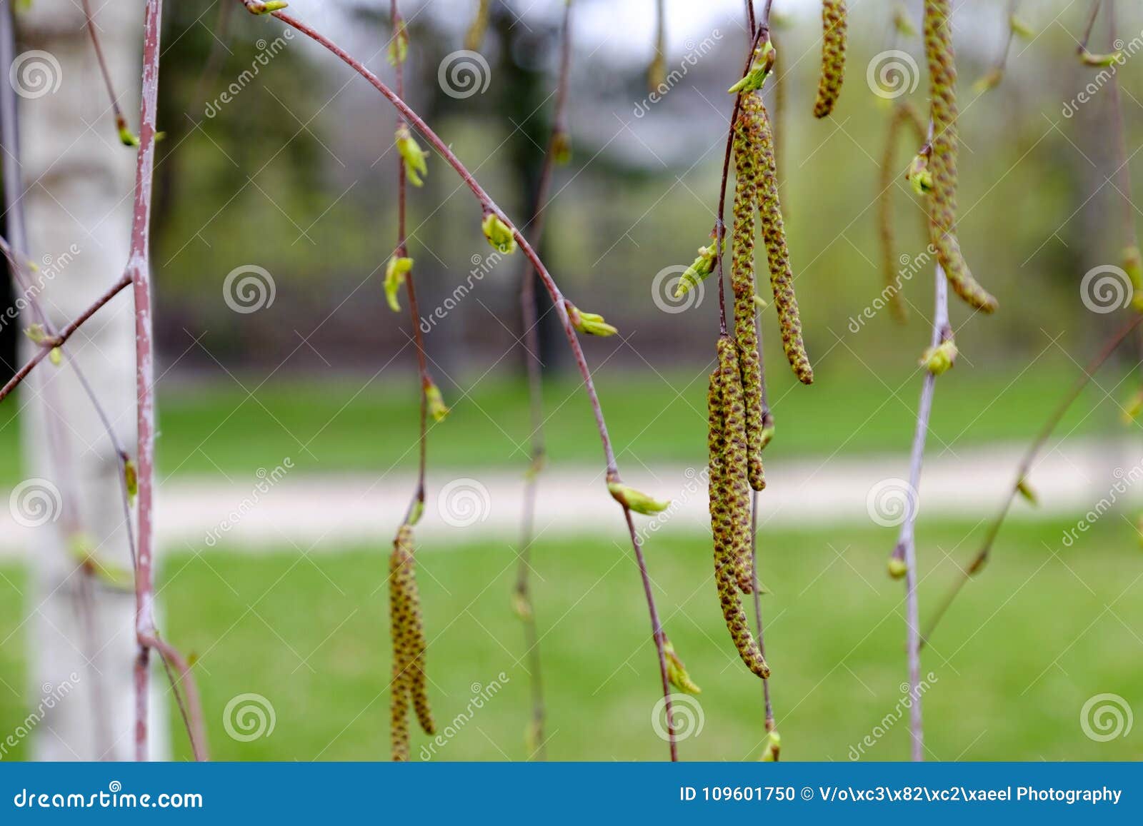 Weeping willow tree stock photo. Image of spring, outdoor - 109601750