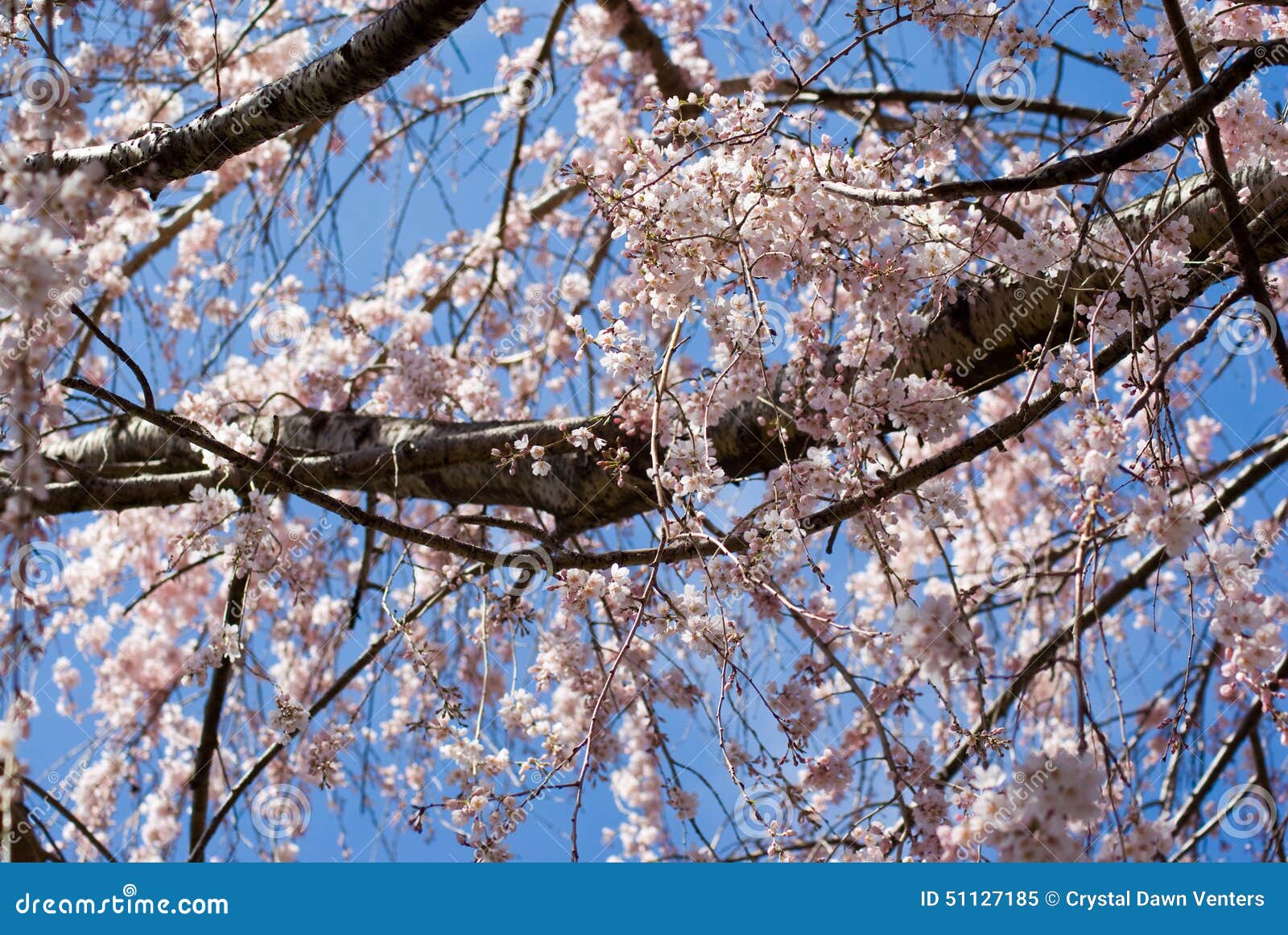 Weeping Willow Stock Photo - Image: 51127185