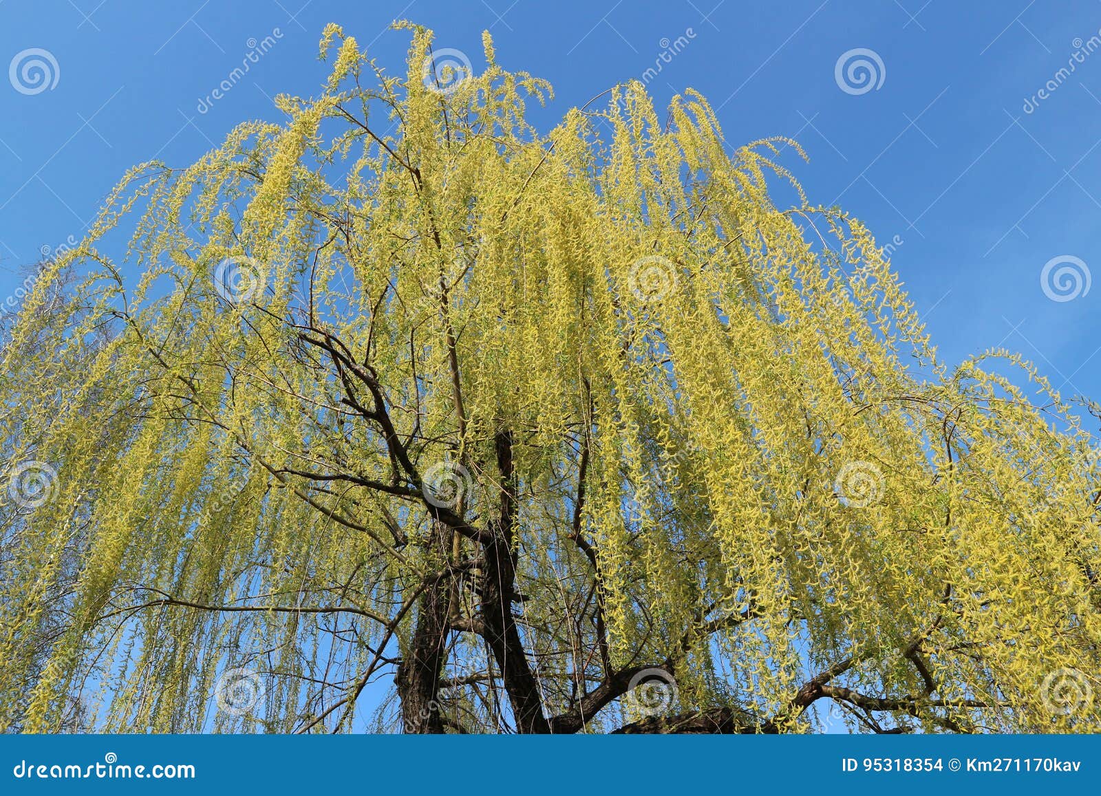 Weeping Willow Tree in Spring on a Blue Sky Background Stock Photo ...