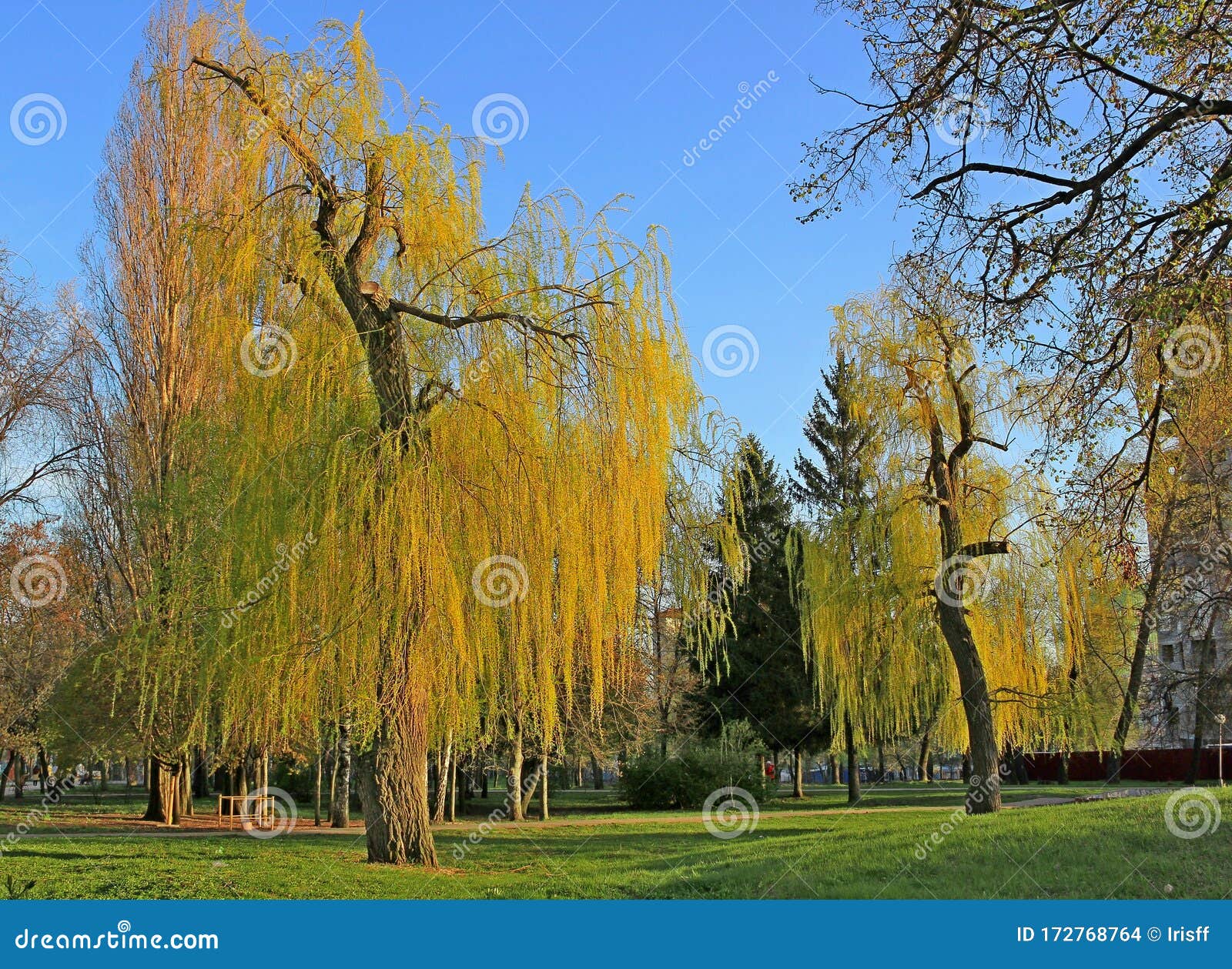 Weeping Willow Tree on a Spring Day Stock Photo - Image of springtime ...