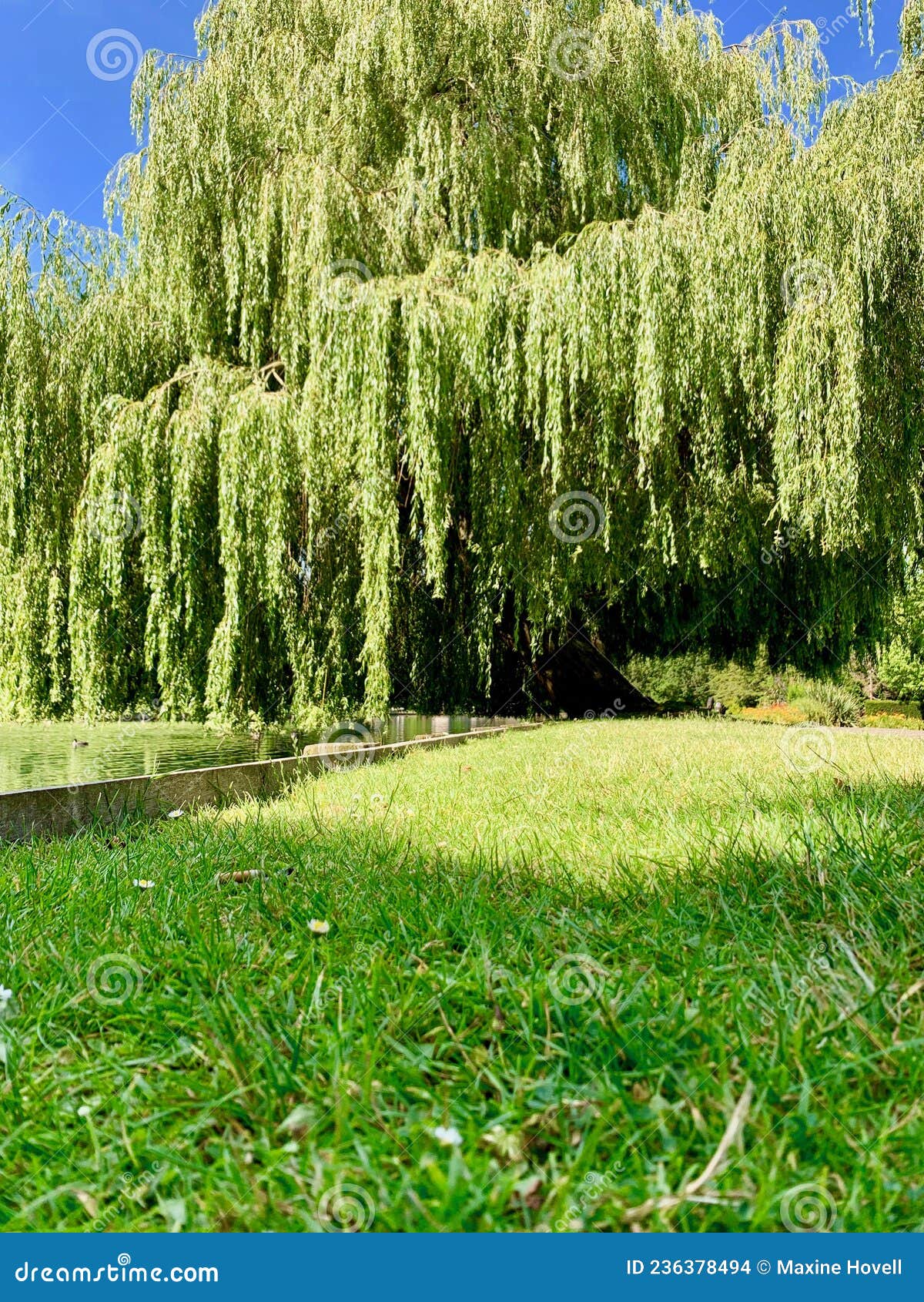Weeping Willow Tree in Summer Stock Photo - Image of weepingwillow ...