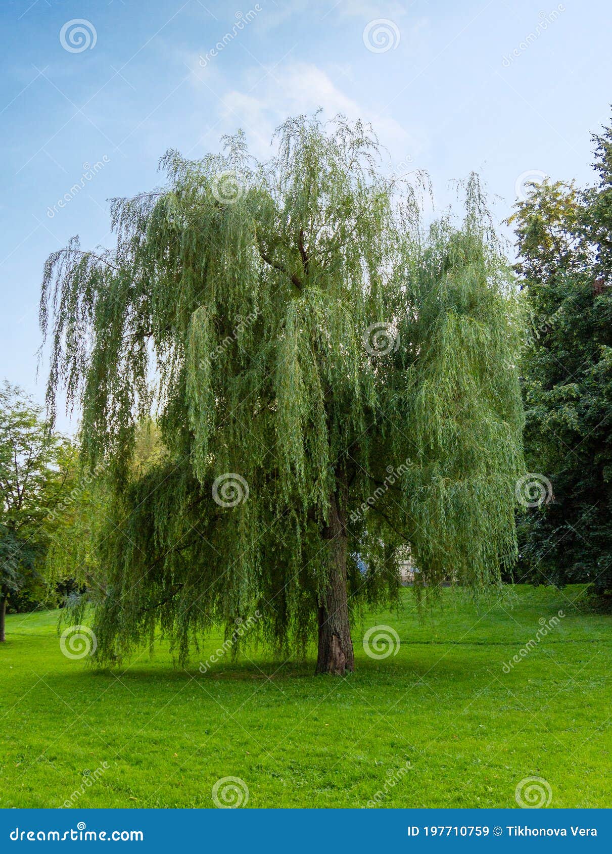 Weeping willow tree stock image. Image of branch, lawn - 197710759