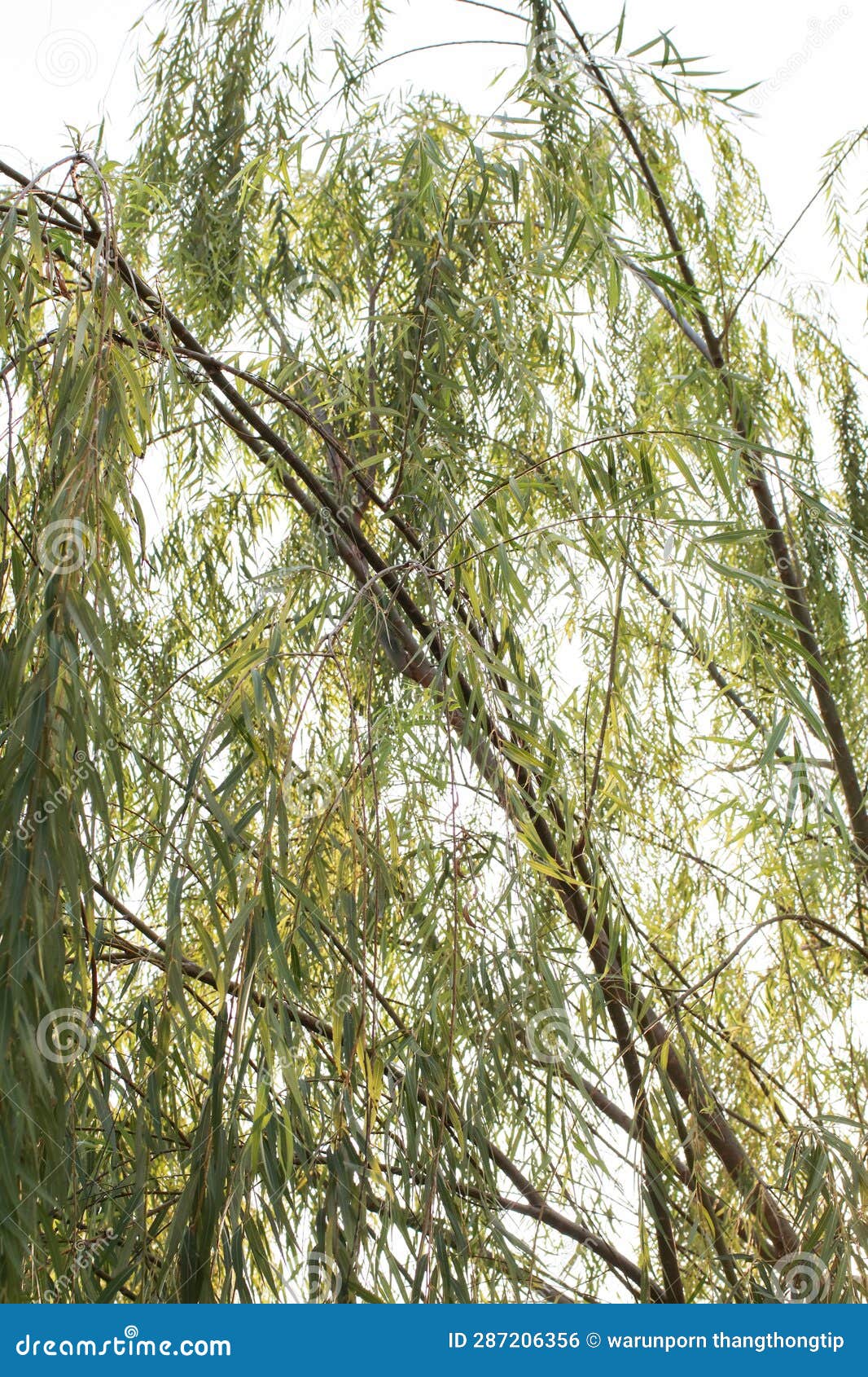 Weeping Willow Tree with Sunlight. Green Leaves with Pointed Leaf Tips ...