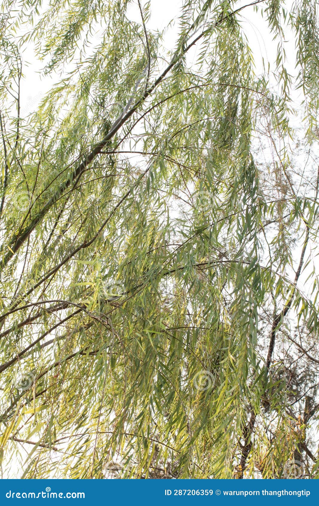 Weeping Willow Tree with Sunlight. Green Leaves with Pointed Leaf Tips ...
