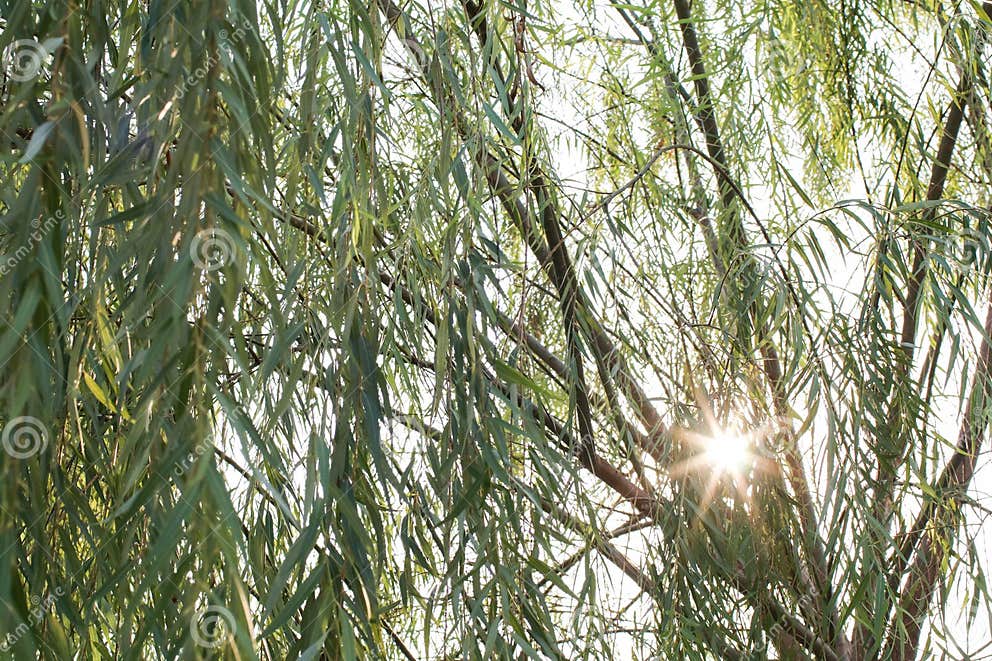Weeping Willow Tree with Sunlight. Green Leaves with Pointed Leaf Tips ...