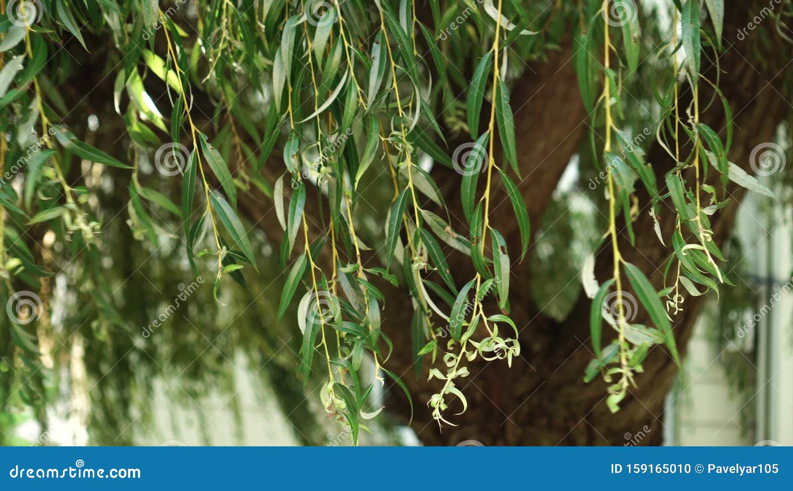 Weeping Willow Tree with Swaying Branches with Green Foliage in the ...