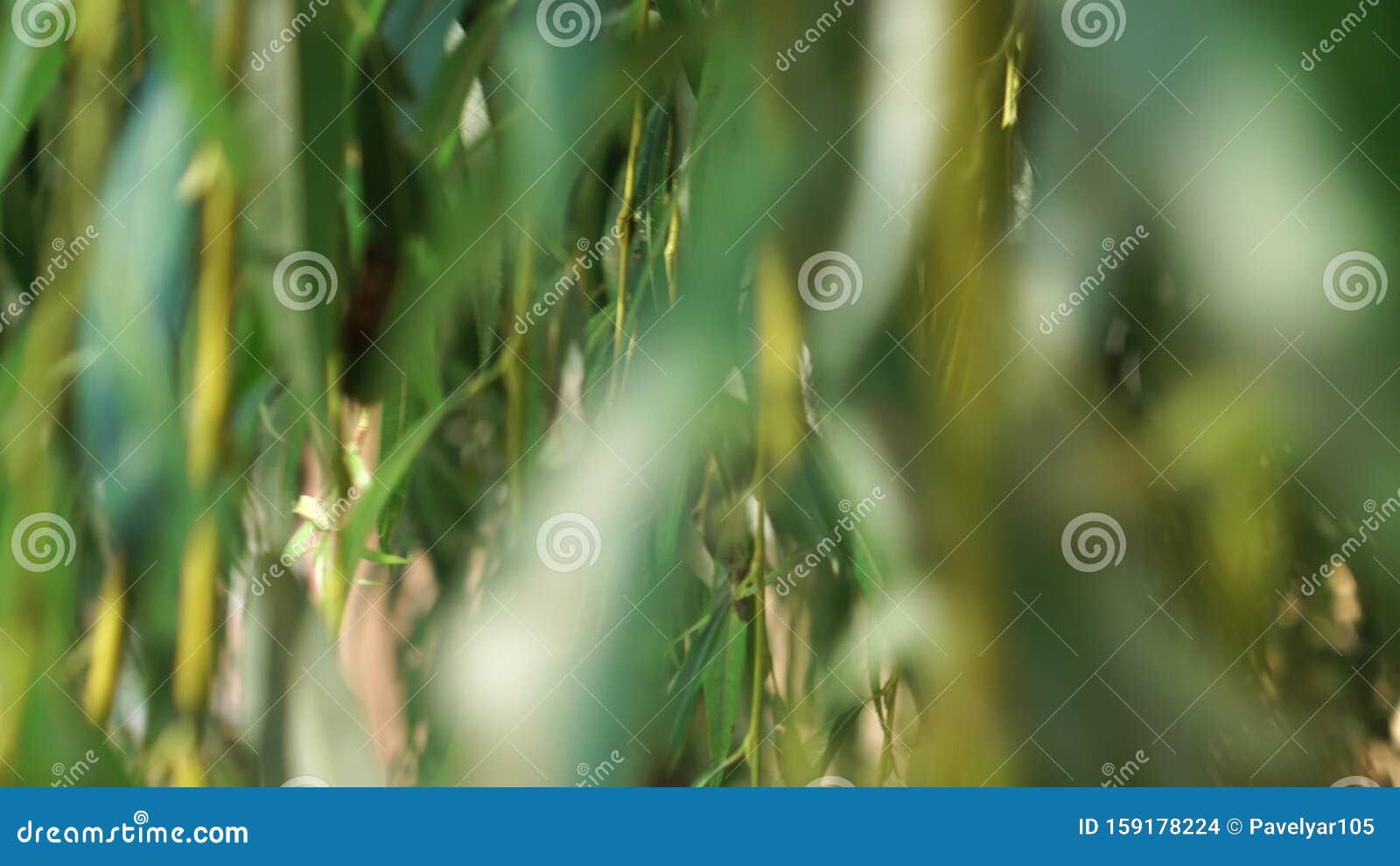 Weeping Willow Tree with Swaying Branches in the Wind Stock Footage ...