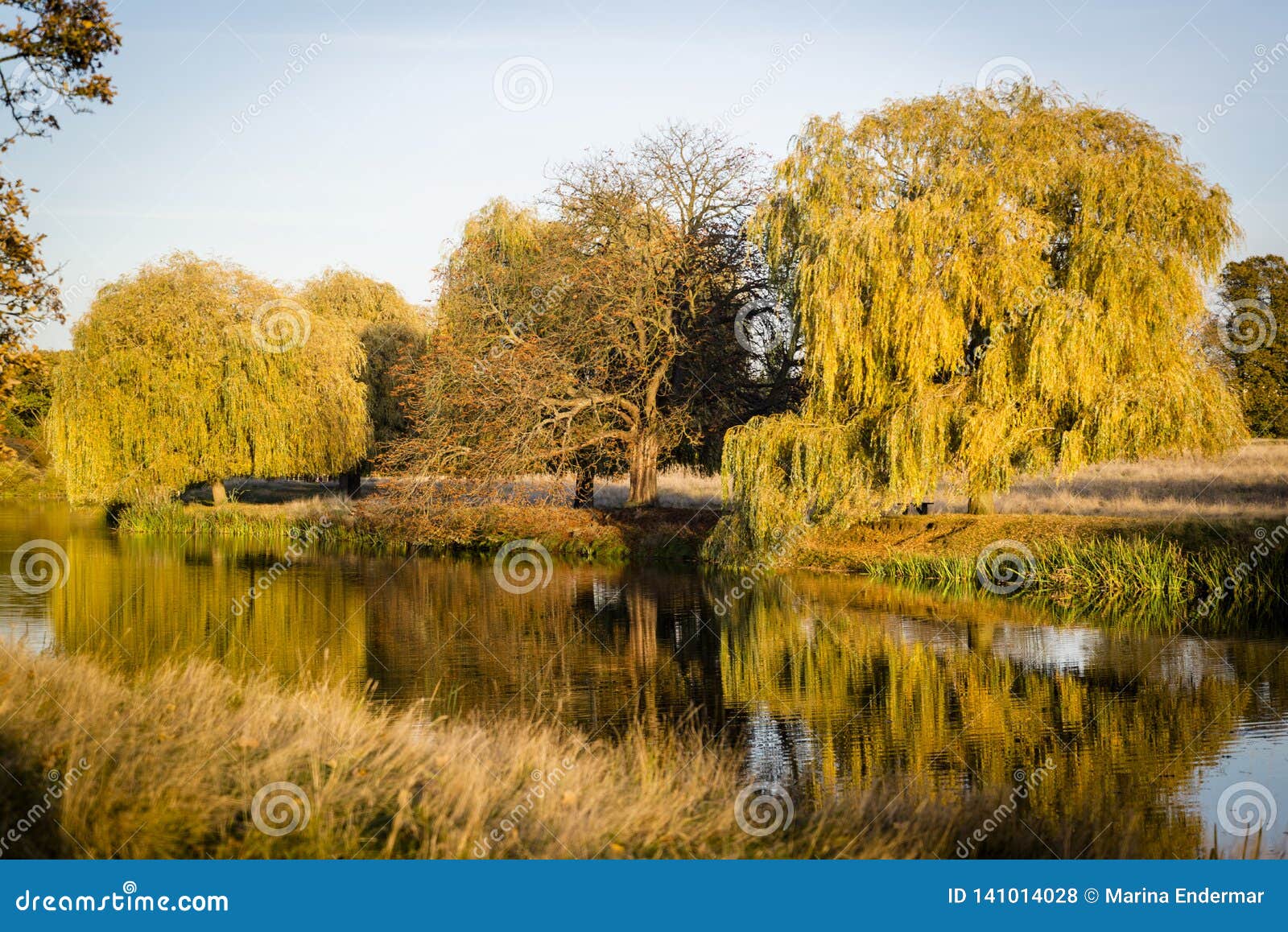 Weeping willow tree stock photo. Image of pond, park - 141014028