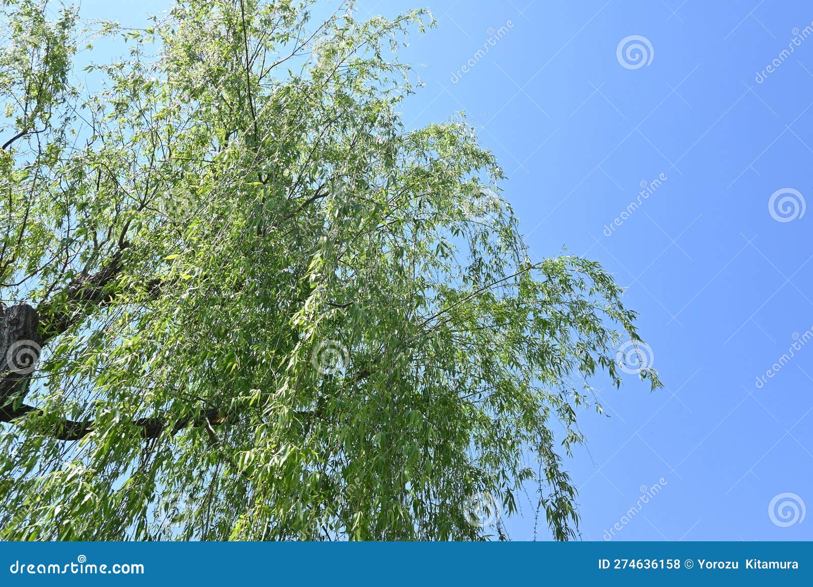The weeping willow tree. stock photo. Image of spring - 274636158