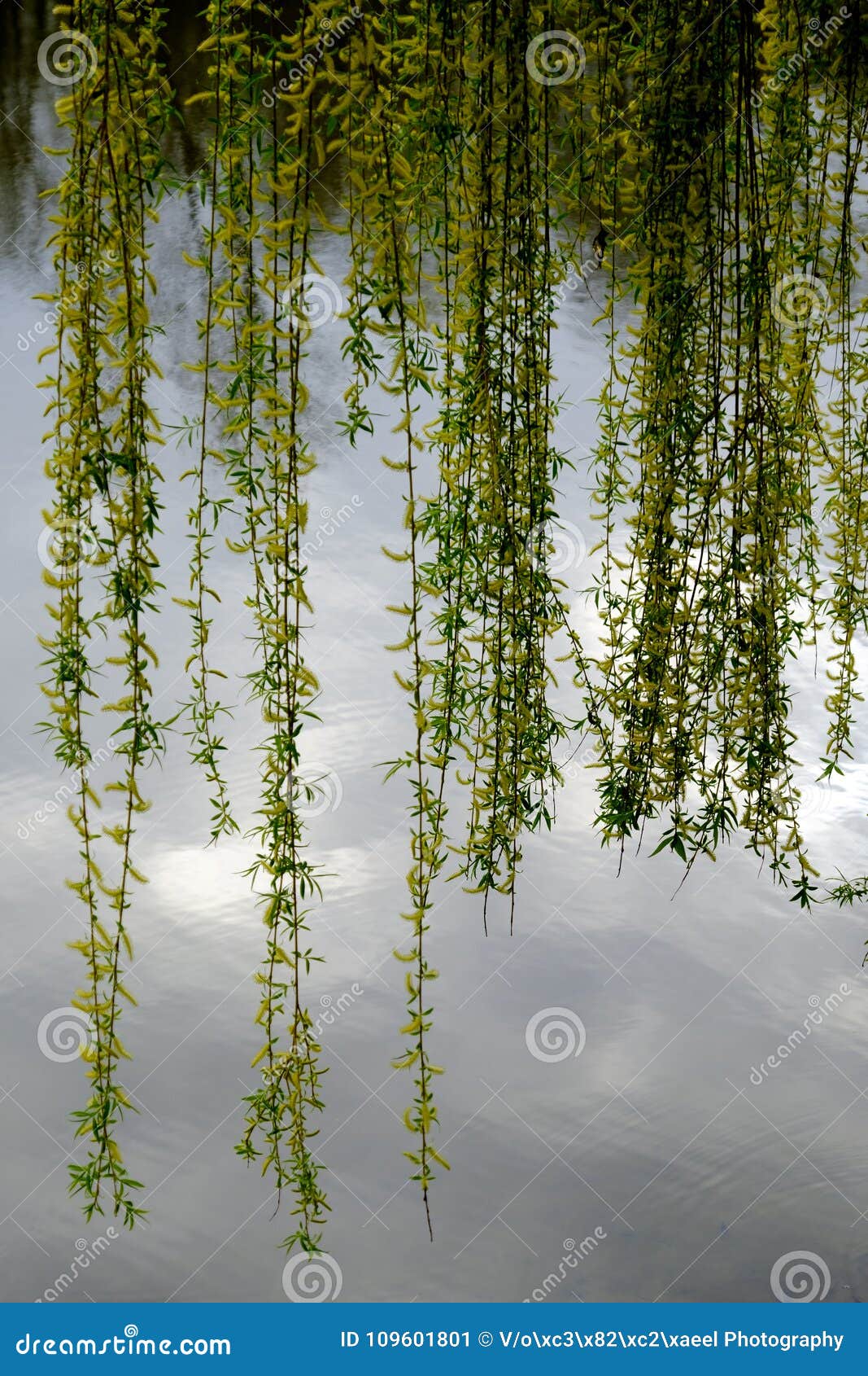 Weeping willow tree stock image. Image of treeover, nature - 109601801
