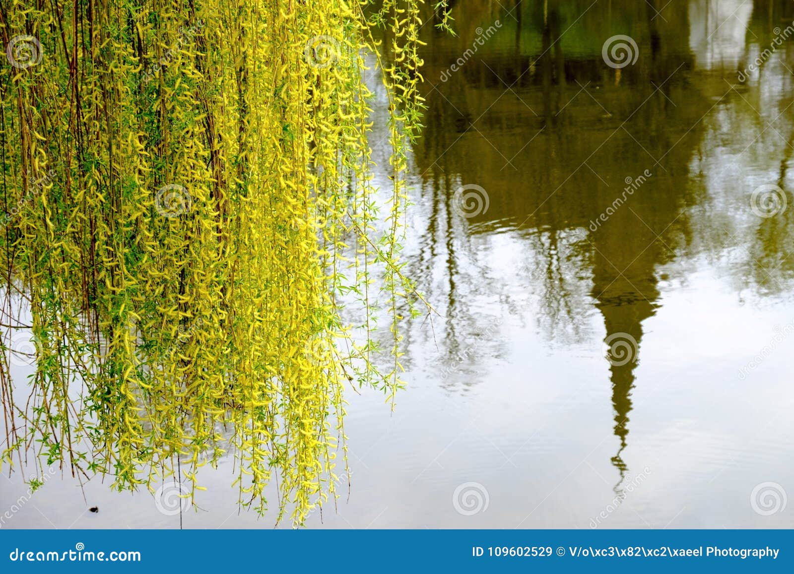 Weeping willow tree stock image. Image of treeover, nature - 109602529