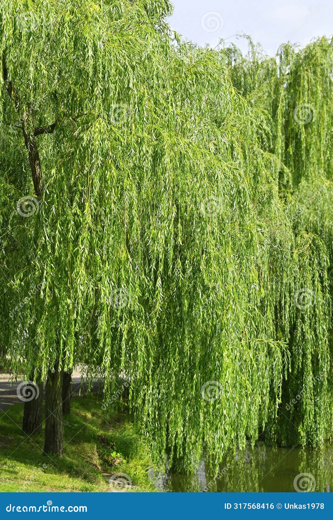 Weeping willow tree stock photo. Image of leaf, summer - 317568416