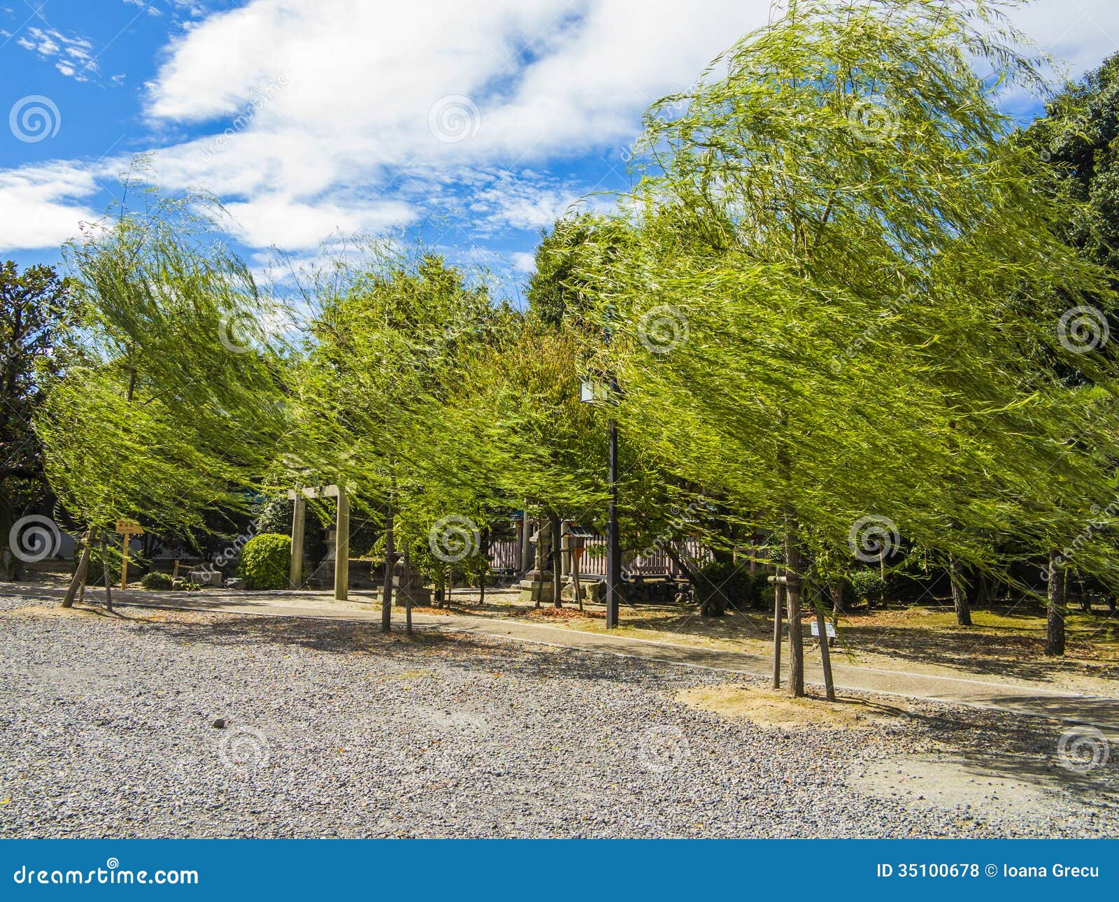 Weeping Willow Tree Also Known As Babylon Willow Or Salix Babylonica ...