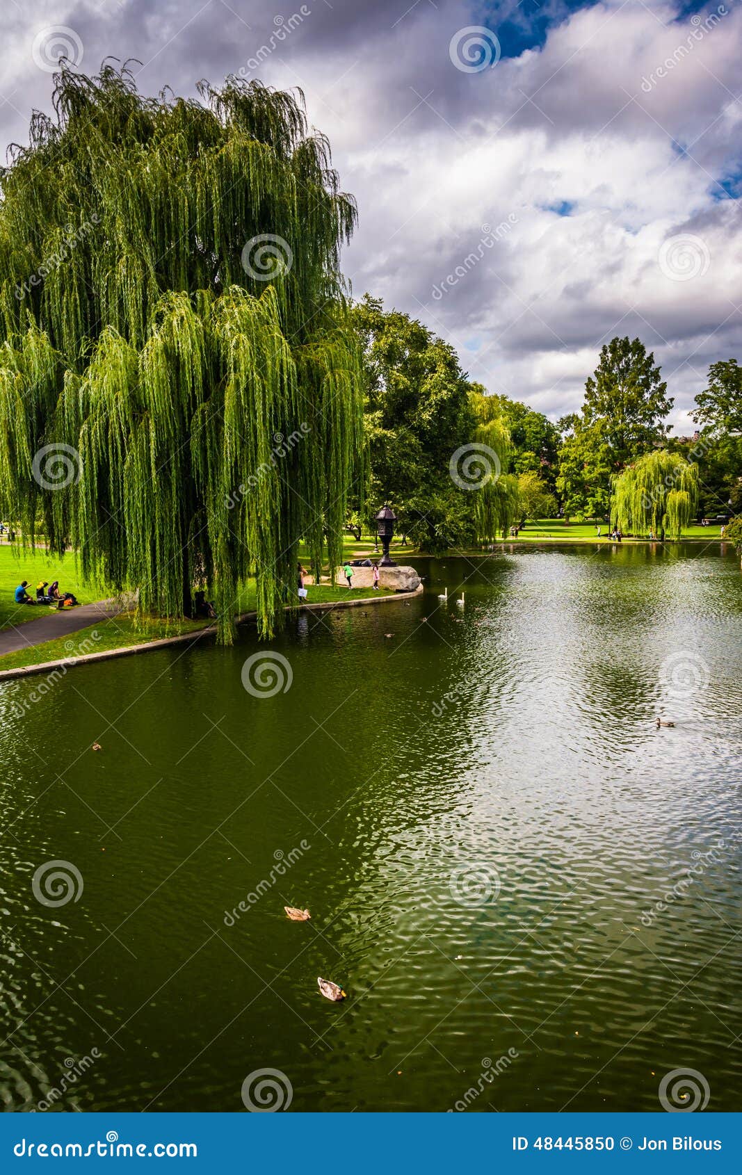 Weeping Willow Trees and a Pond in the Boston Public Garden. Stock ...