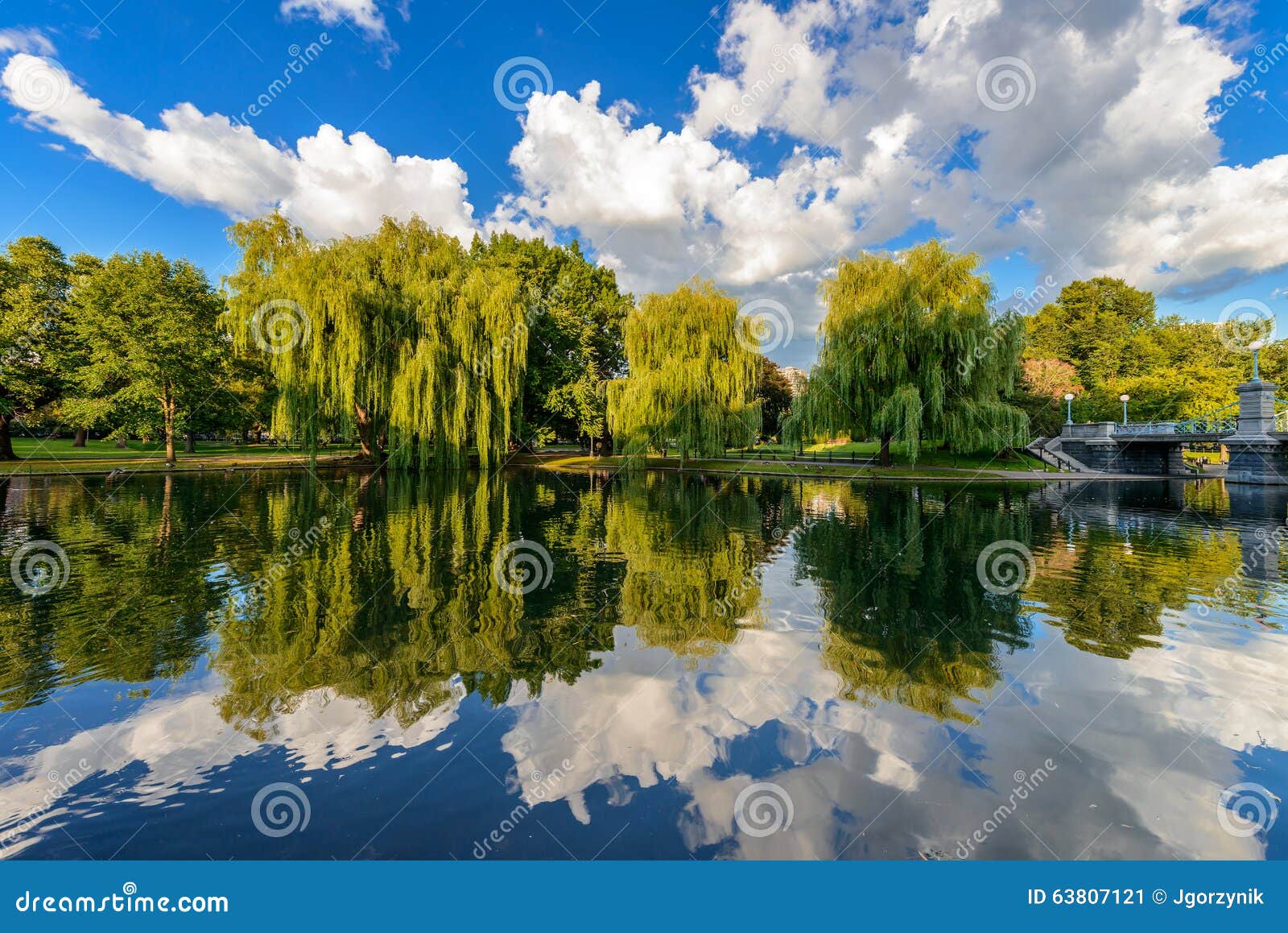 Weeping willow trees stock image. Image of garden, trees - 63807121