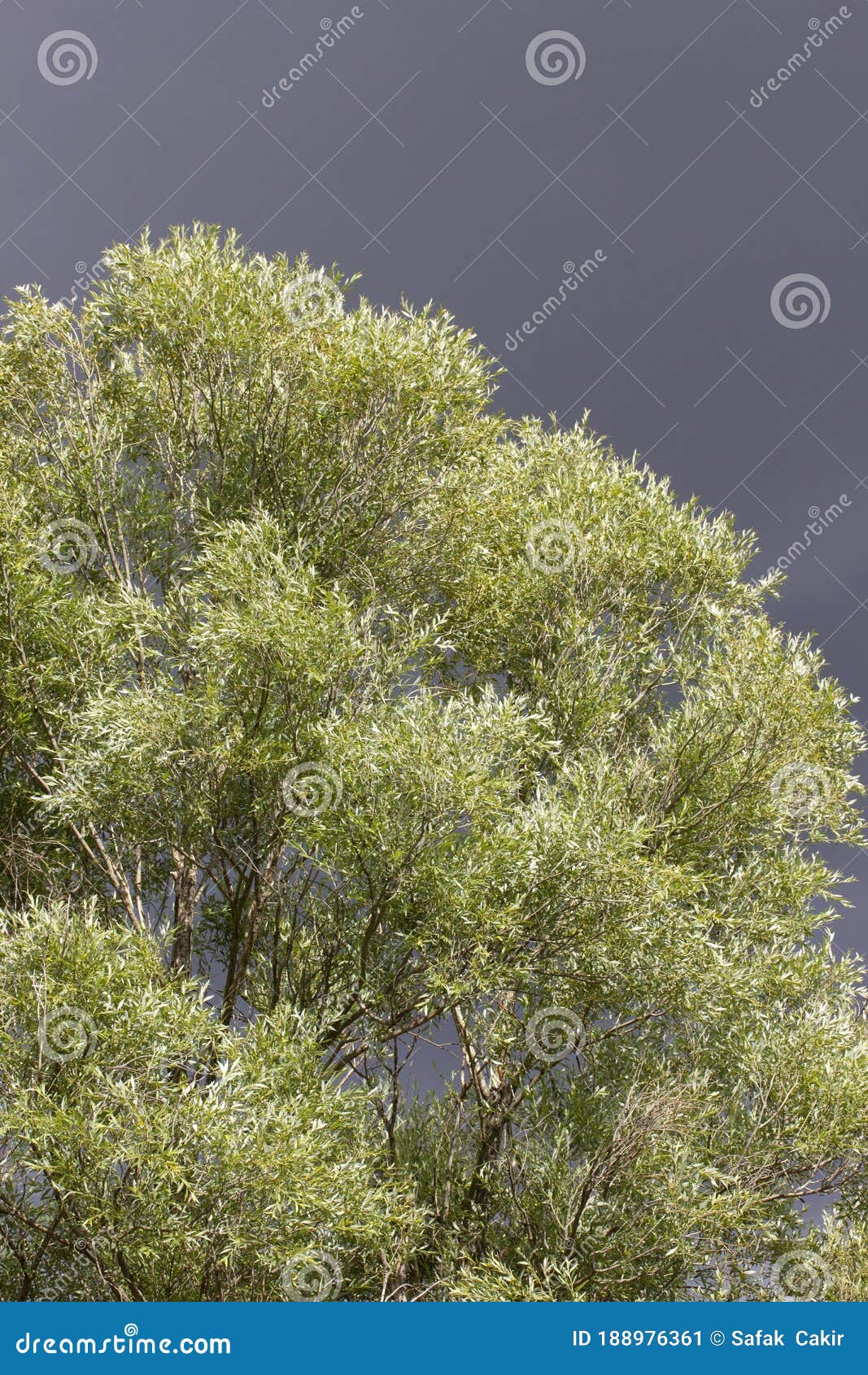 Weeping willow trees stock image. Image of overgrown - 188976361