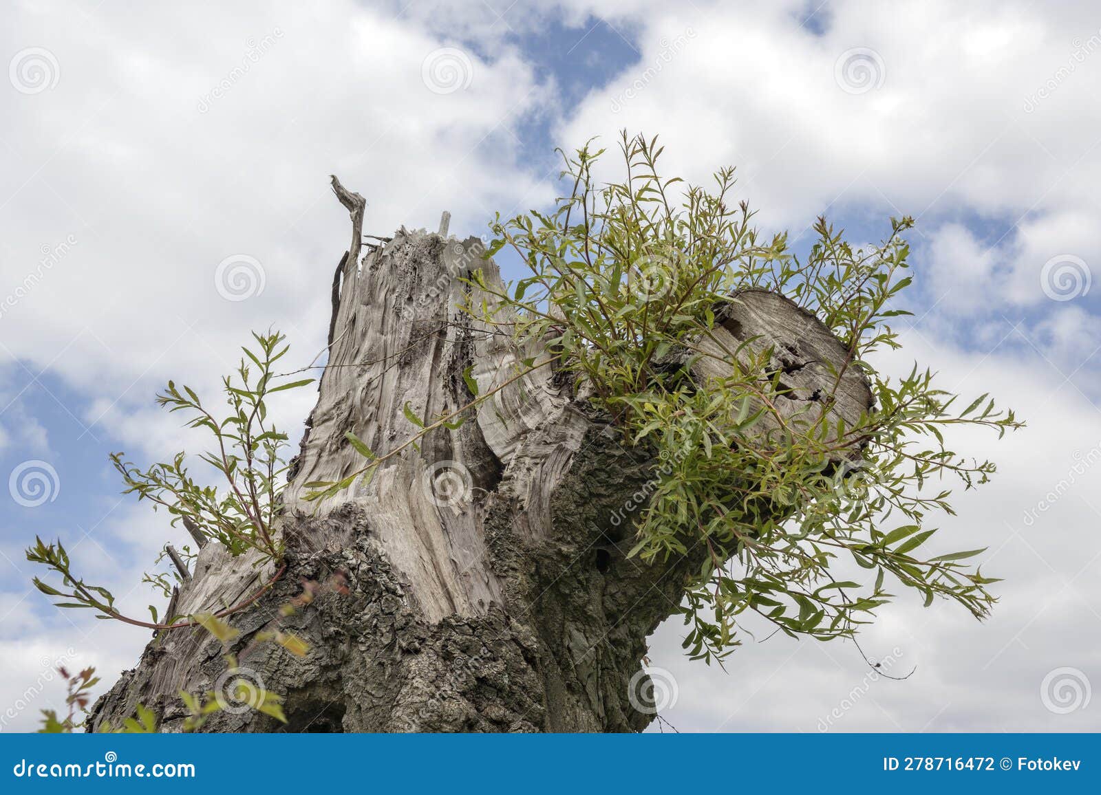 Life after storm damage stock photo. Image of willow - 278716472