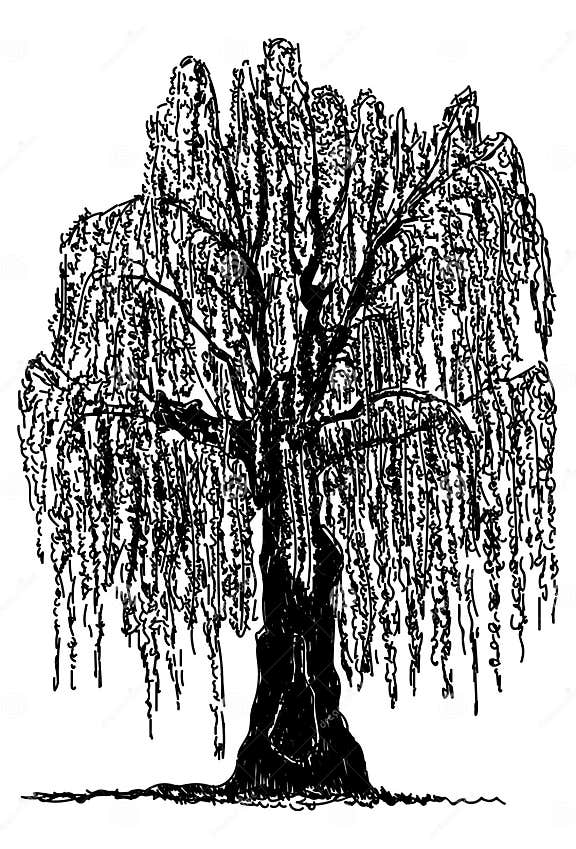 Weeping willow stock vector. Illustration of silhouette - 85966150