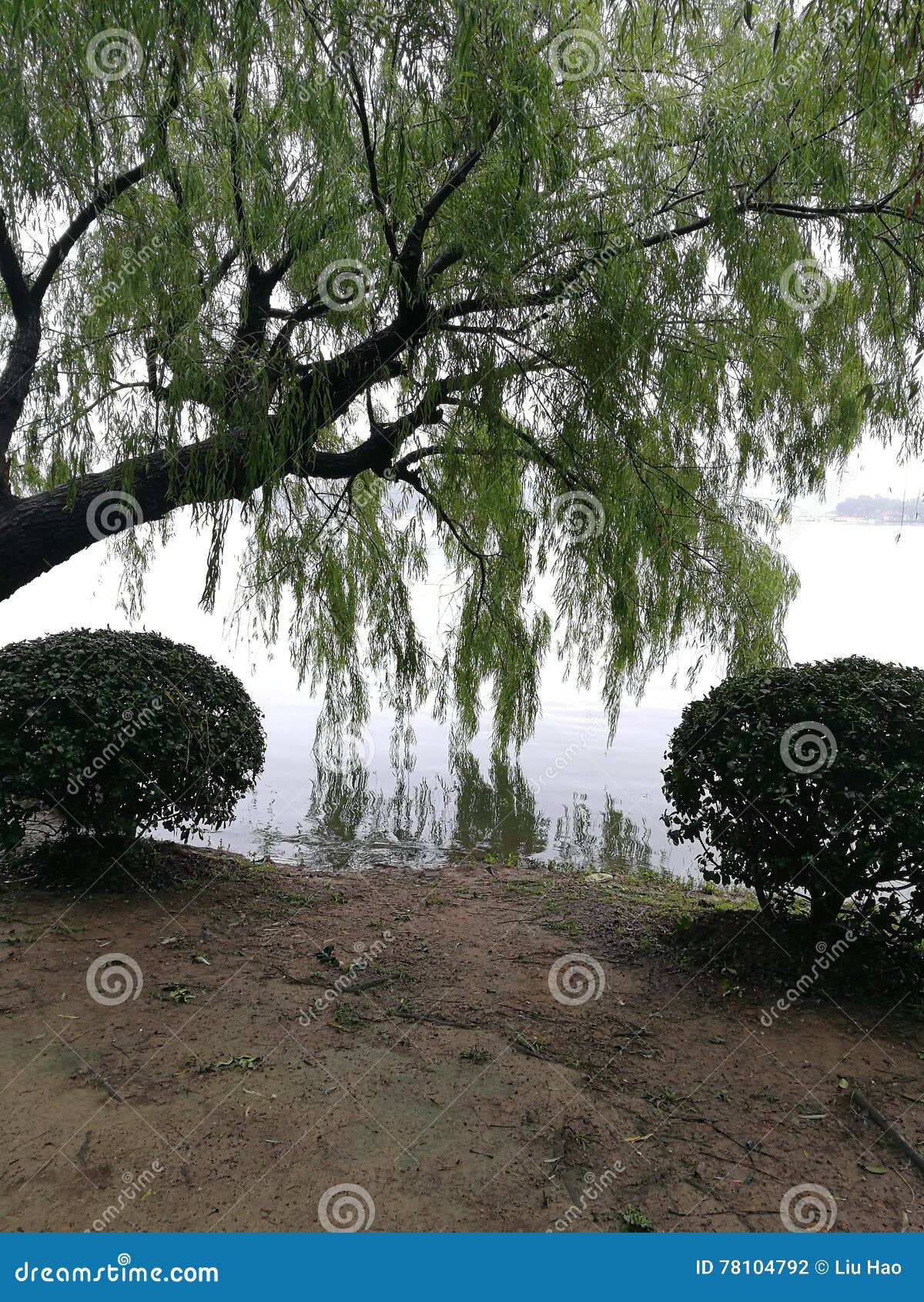 Weeping willow stock photo. Image of willow, water, weeping - 78104792