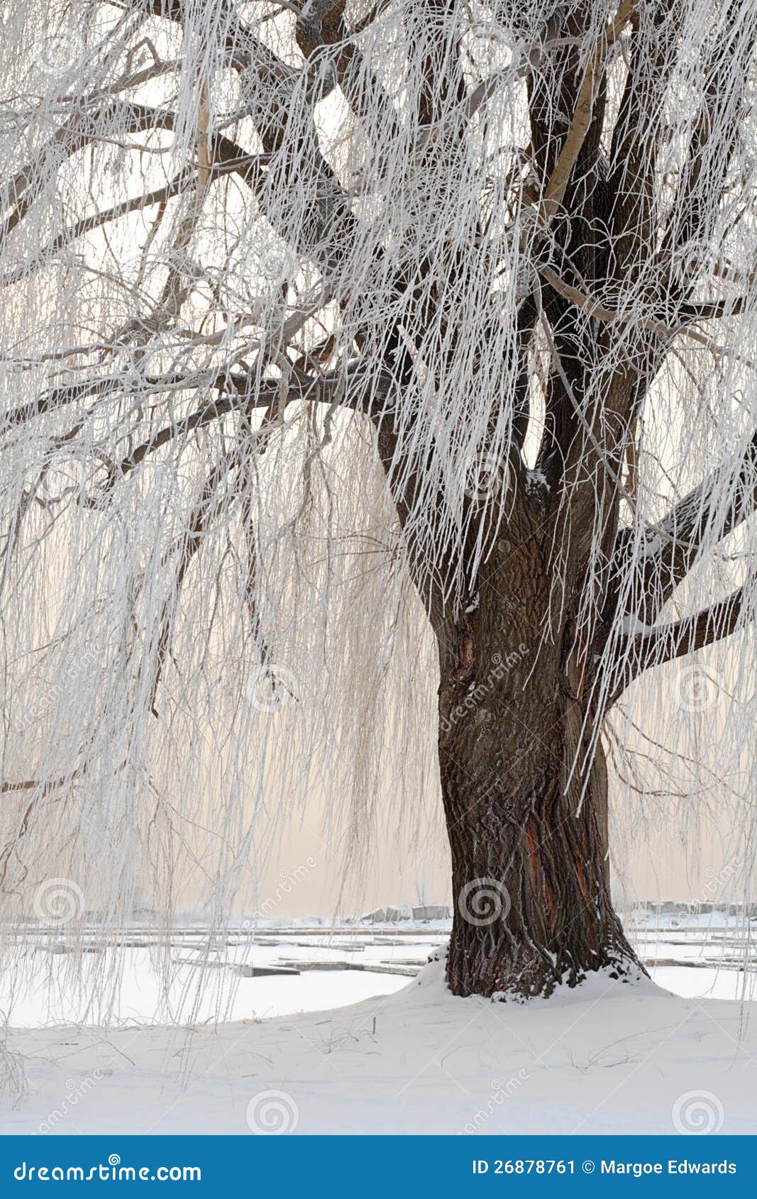 Weeping Willow Tree In Winter