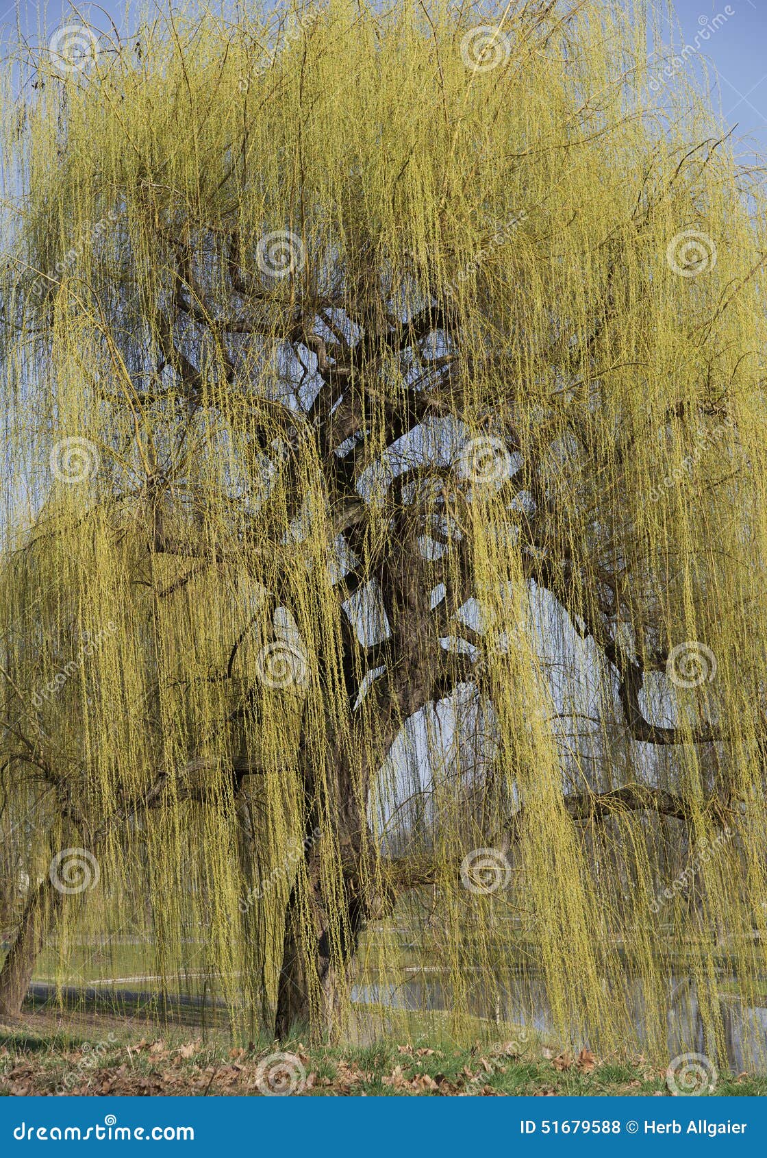 Weeping willow stock photo. Image of nature, weeping - 51679588