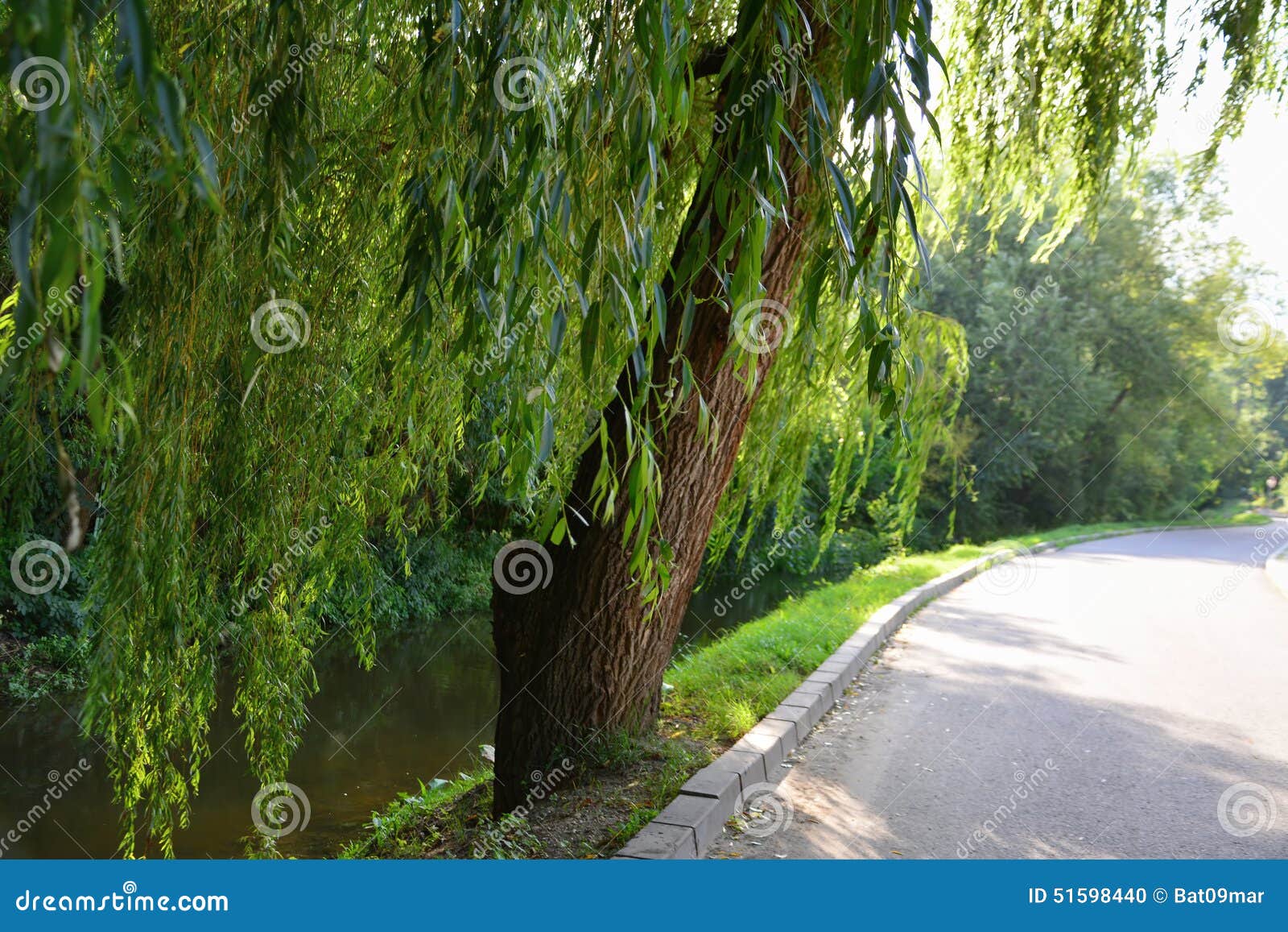 Weeping Willows Along the Stream Stock Photo - Image of driveway, trees ...