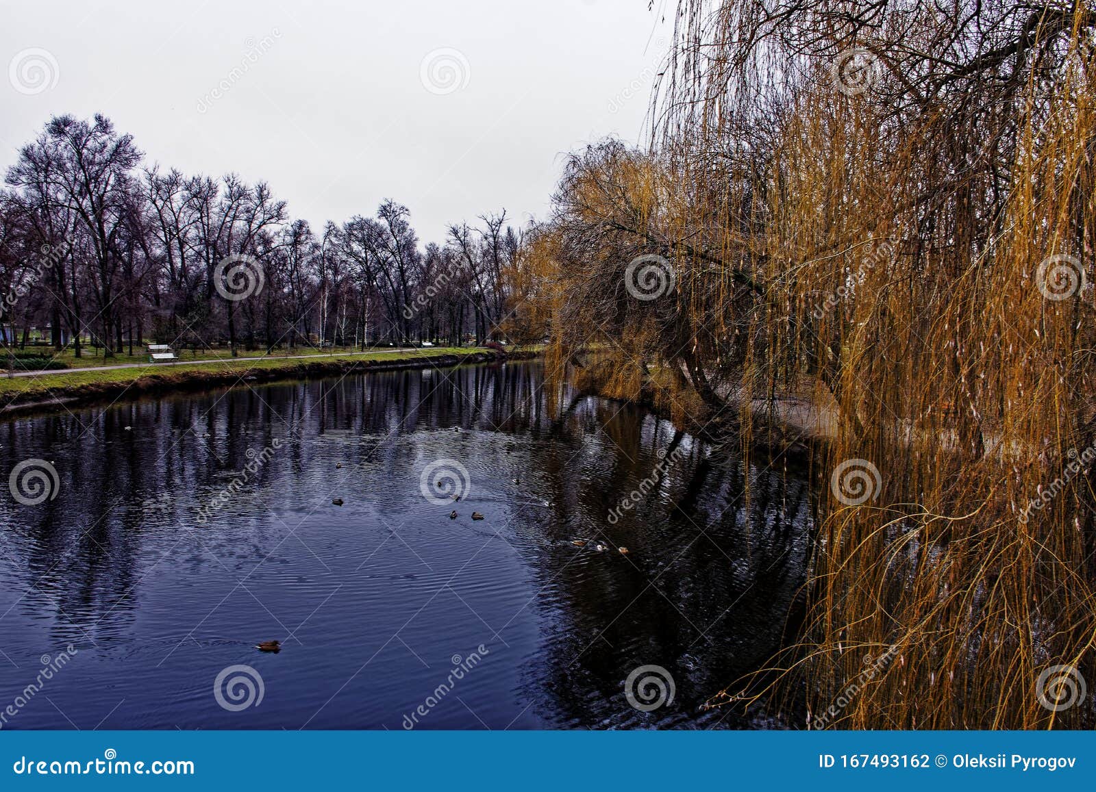 Weeping Willows Over the River Stock Photo - Image of landscape, leaves ...