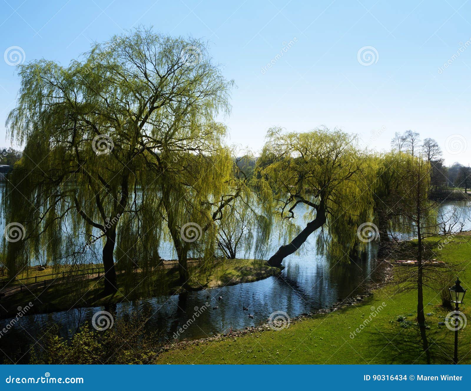 Weeping Willows Salix Babylonica on the Shore of a Lake in an Stock ...