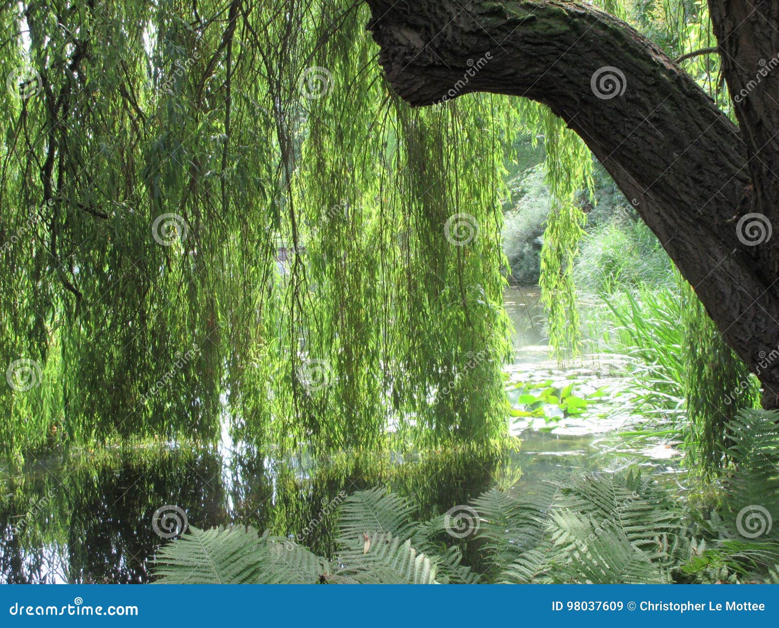 Weepy willow tree on water stock image. Image of water - 98037609