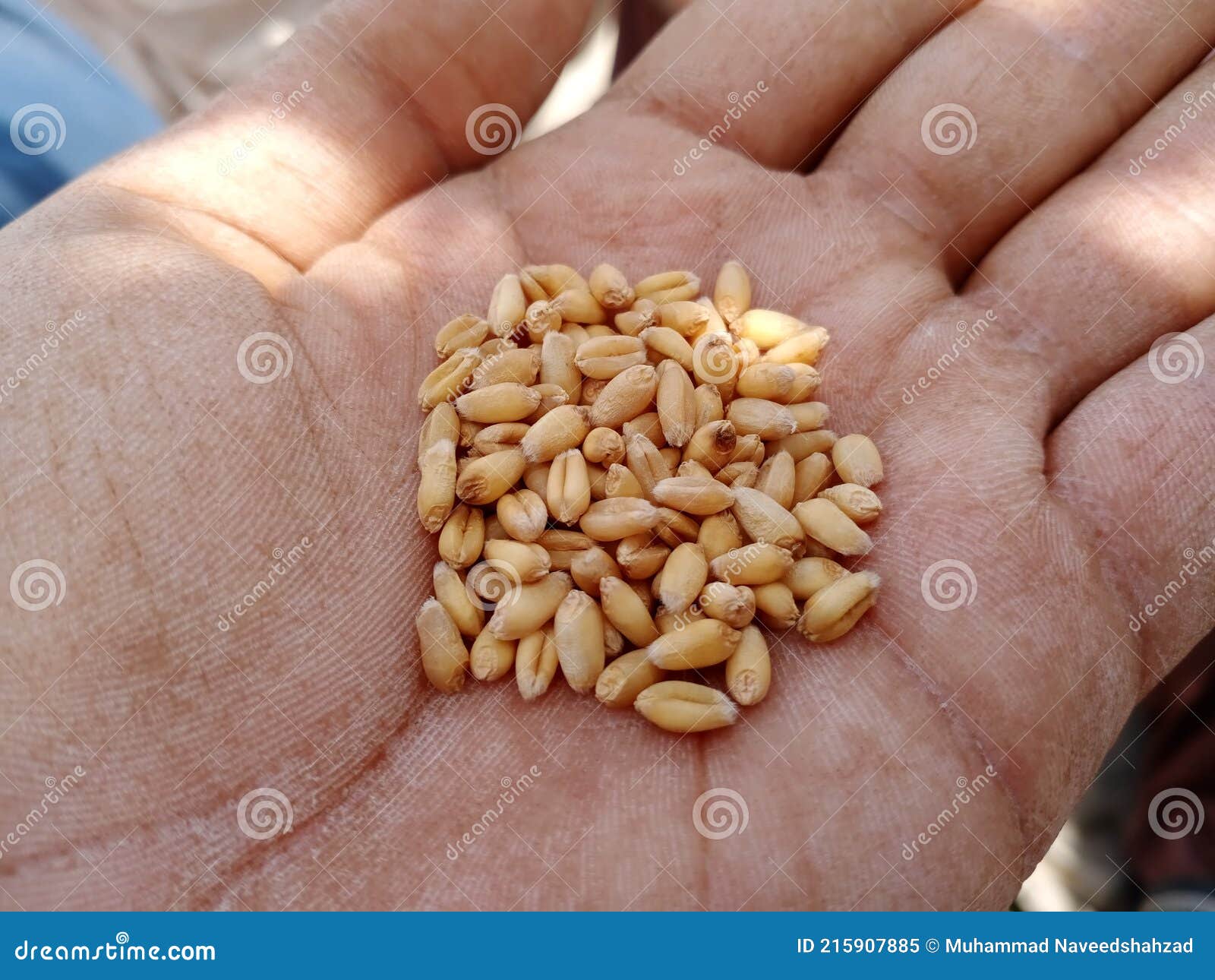 Weet session in punjab stock image. Image of produce - 215907885