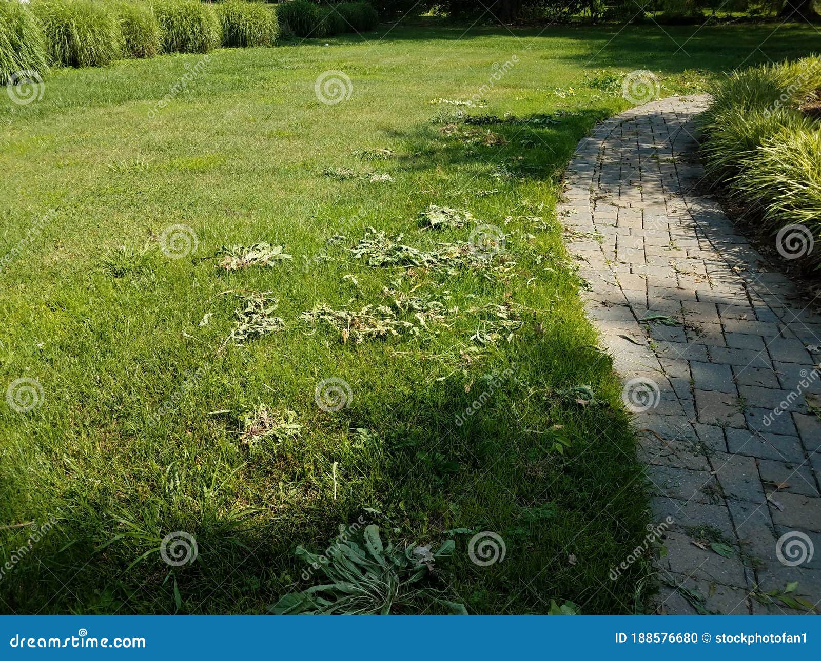 Weets Scattered on the Ground in Green Grass or Lawn with Path Stock ...
