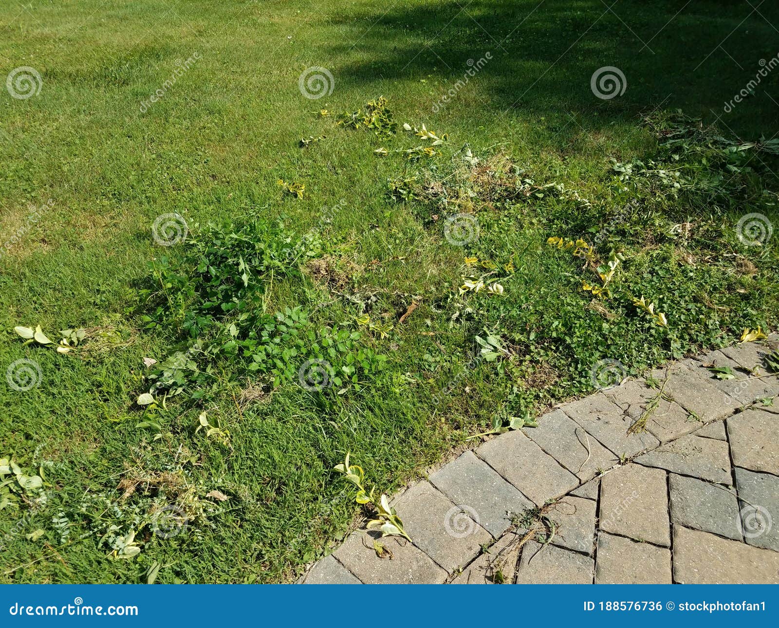 Weets Scattered on the Ground in Green Grass or Lawn with Path Stock ...