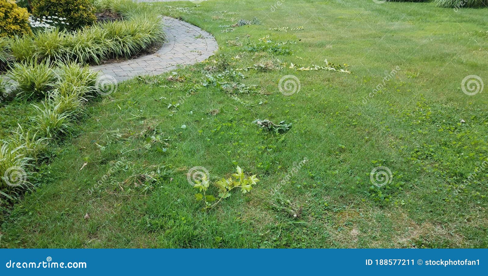 Weets Scattered on the Ground in Green Grass or Lawn with Path Stock ...