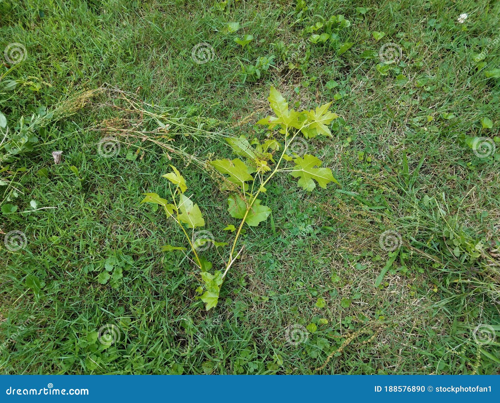 Weets Scattered on the Ground in Green Grass or Lawn Stock Photo ...