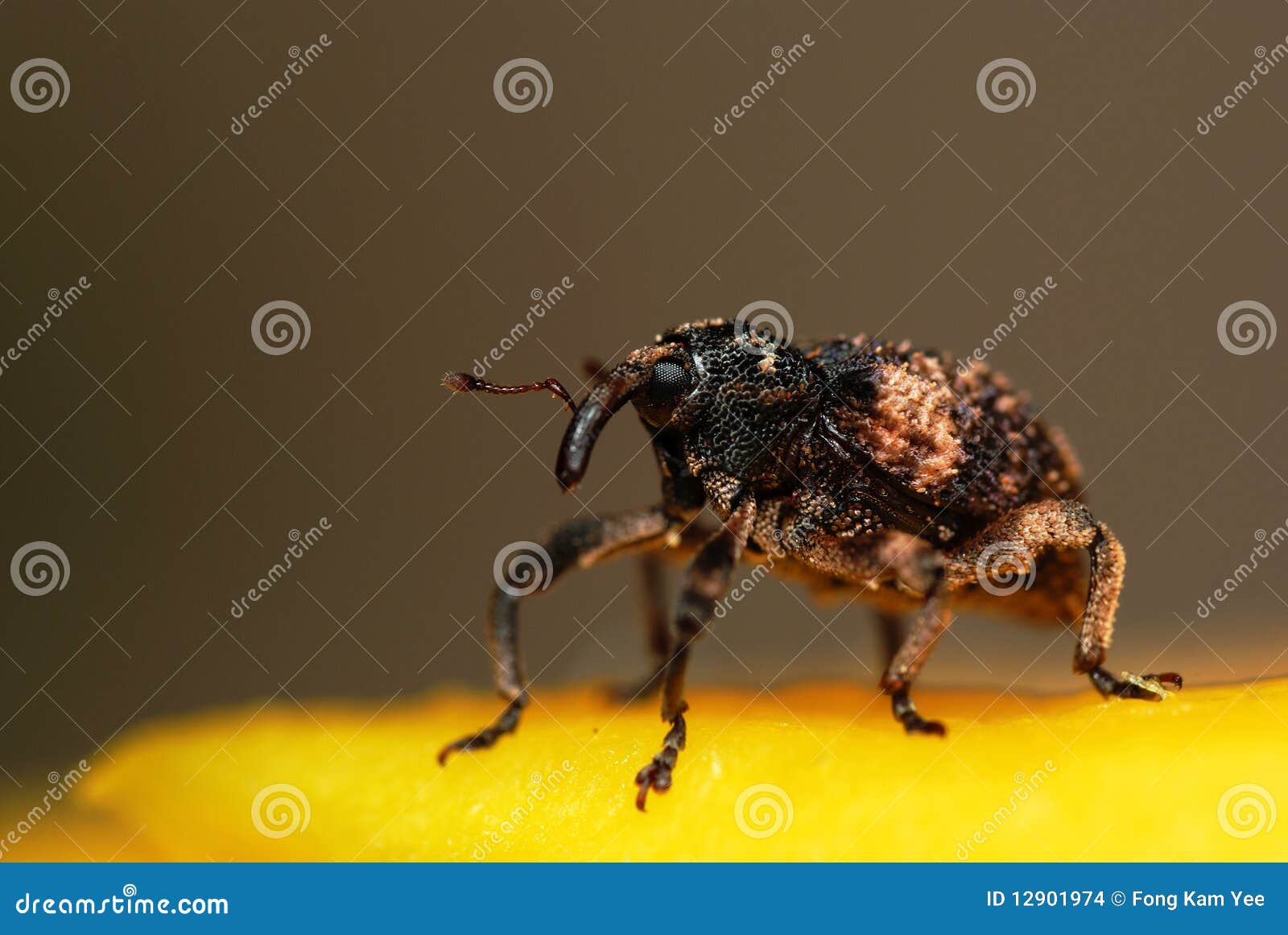 Weevil stock photo. Image of weevil, wilderness, fauna - 12901974