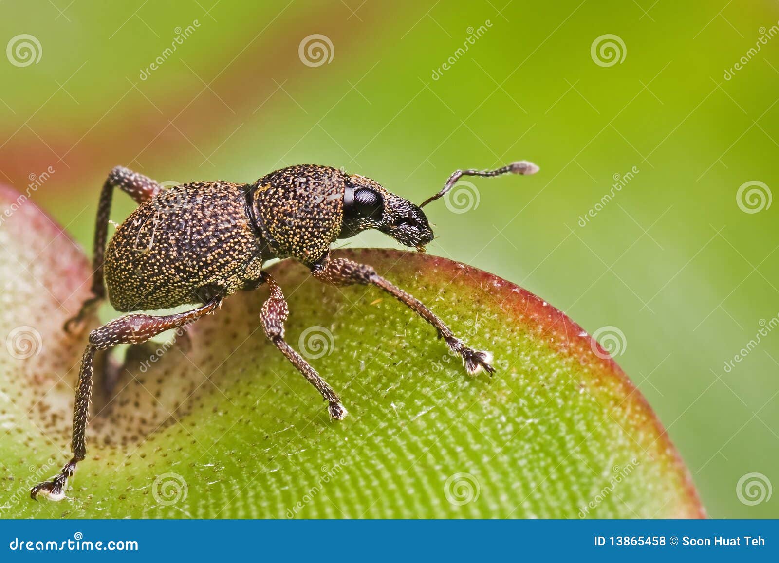 Weevil stock photo. Image of entomology, fauna, weevil - 13865458