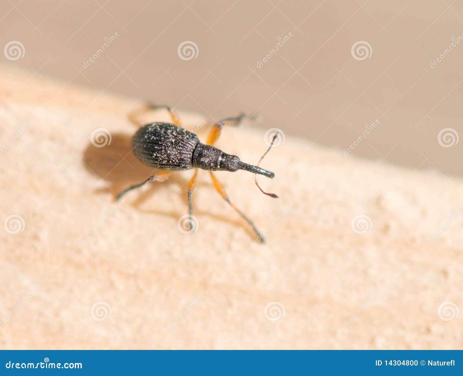 Weevil stock photo. Image of beetle, destroy, timber - 14304800
