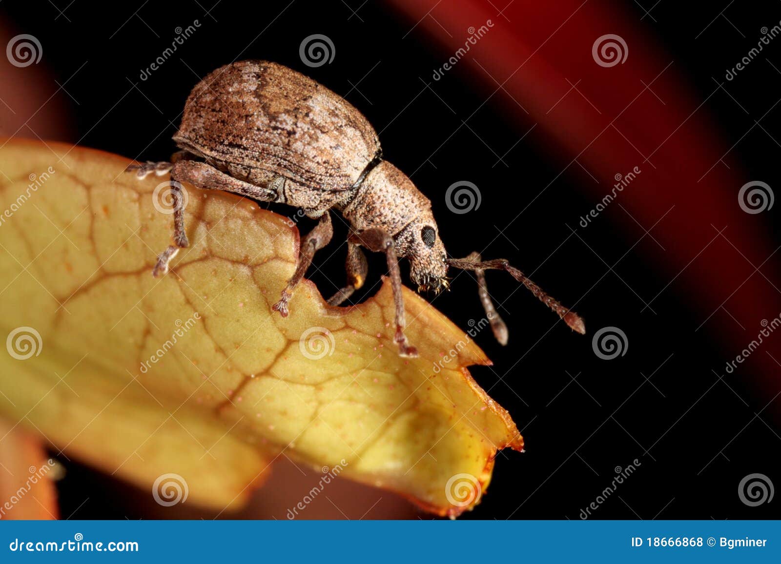 Weevil stock photo. Image of invertebrate, macro, color - 18666868