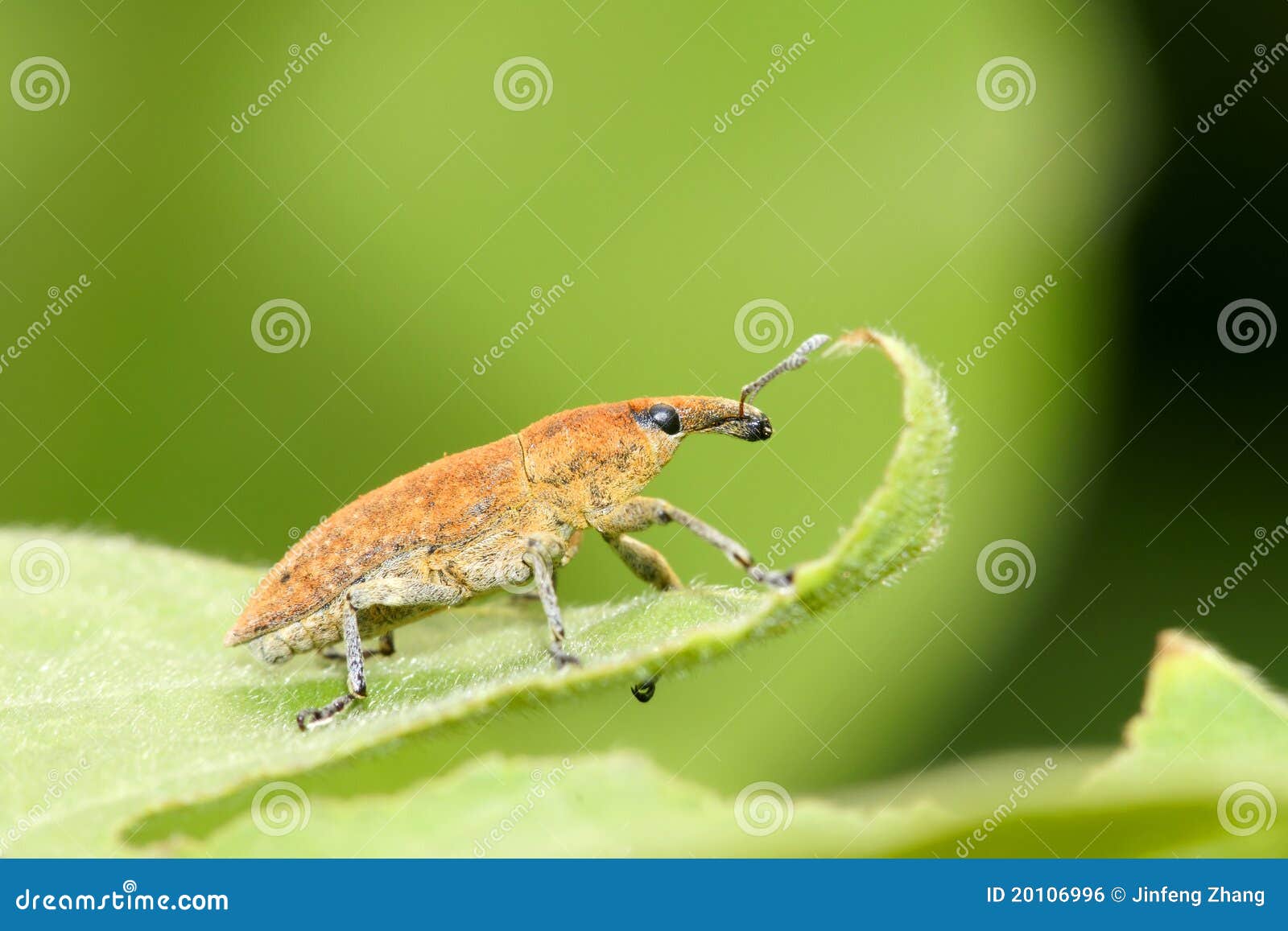 Weevil stock photo. Image of animal, natural, wildlife - 20106996
