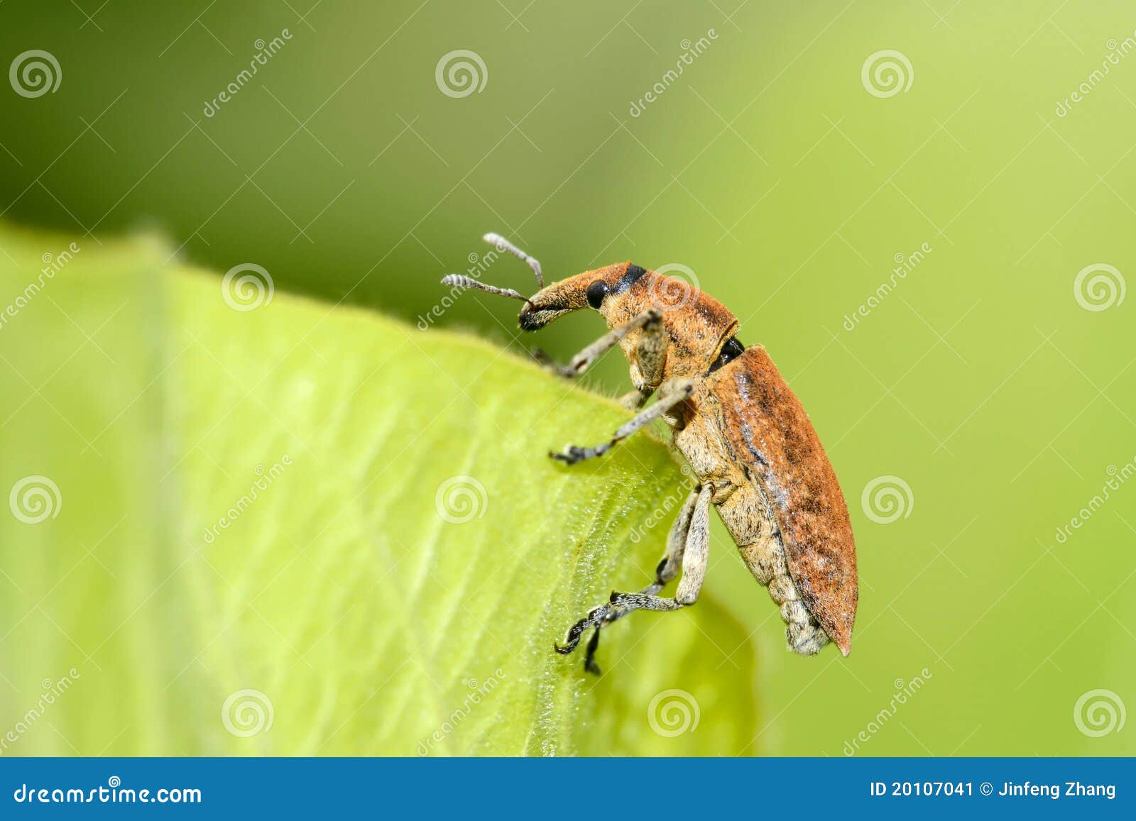Weevil stock image. Image of insect, insects, bugs, wild - 20107041