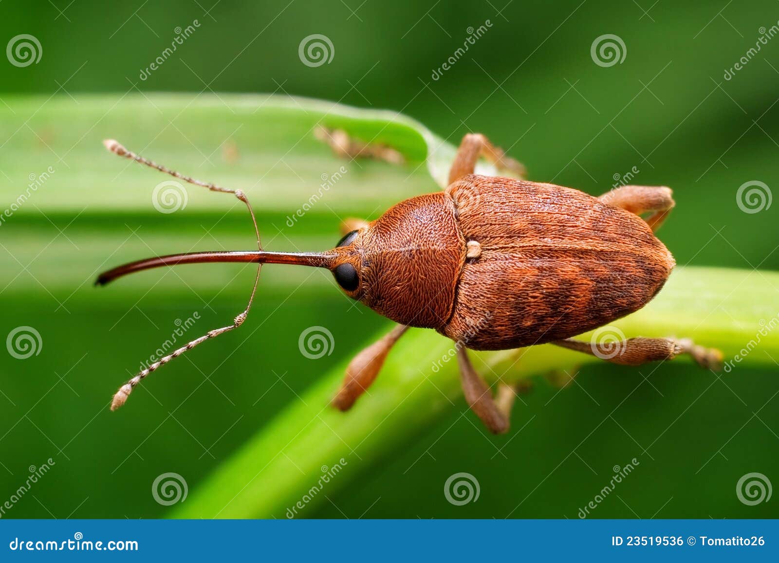 Weevil stock photo. Image of closeup, bright, textured - 23519536