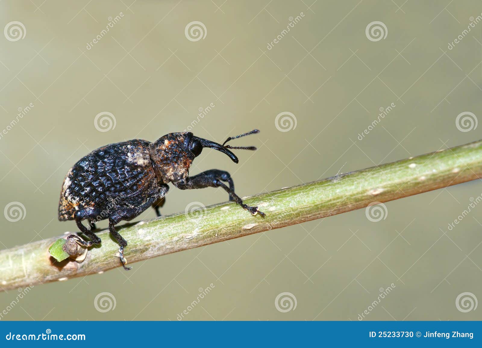 Weevil stock photo. Image of black, curculio, closeup - 25233730