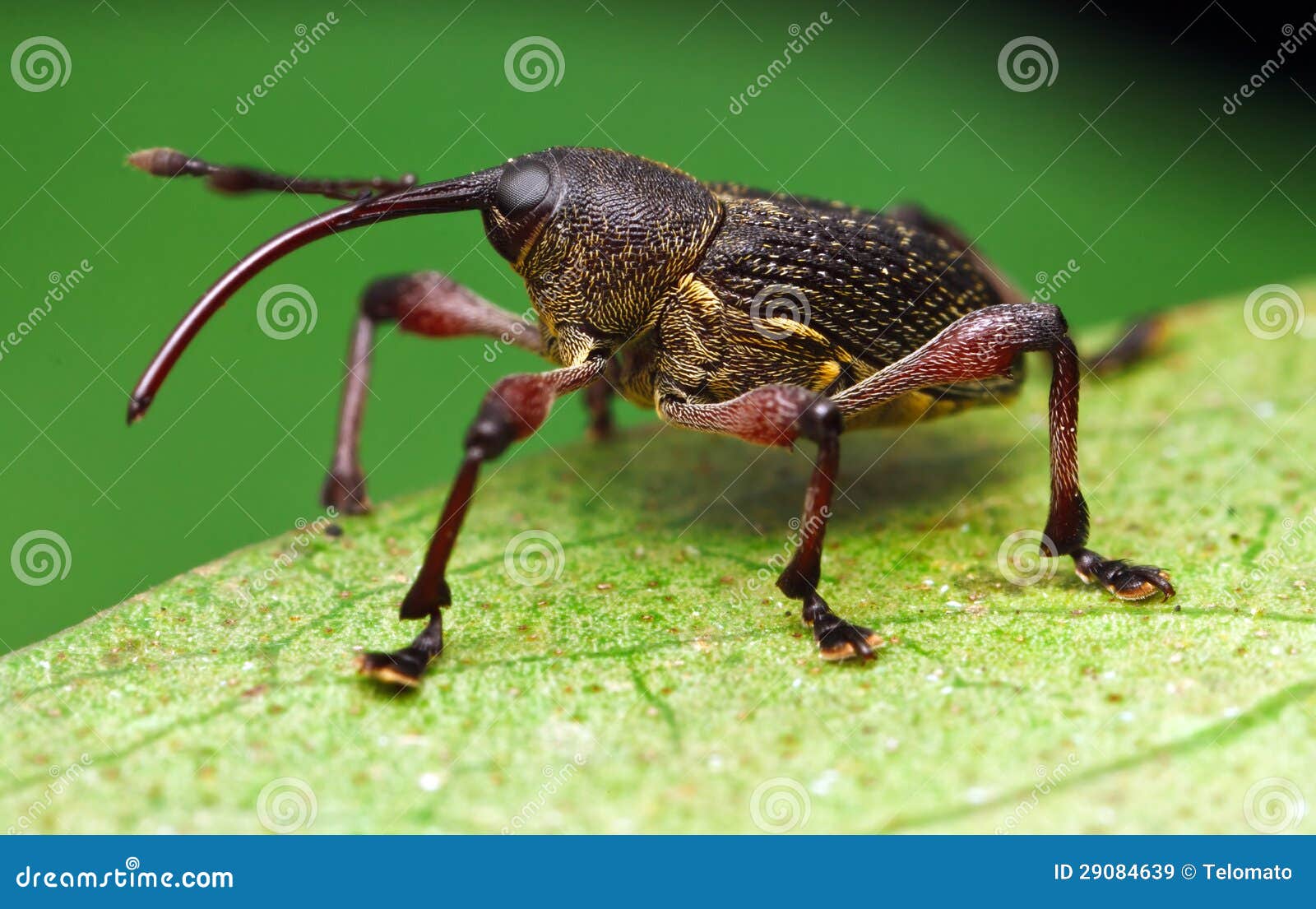 Weevil stock image. Image of entomology, coleoptera, invertebrate ...